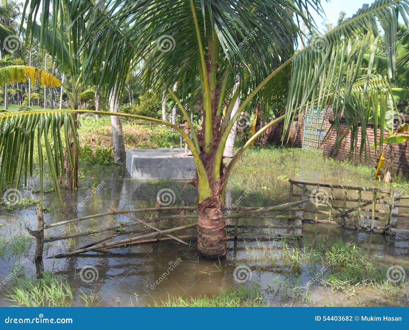 Flood stock photo. Image of flood, tubewel, coconut, tree - 54403682