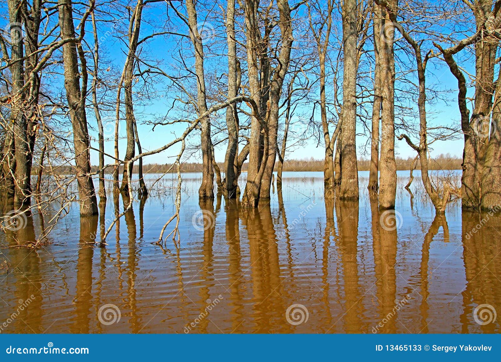 Flood in oak wood stock image. Image of pool, reflection - 13465133