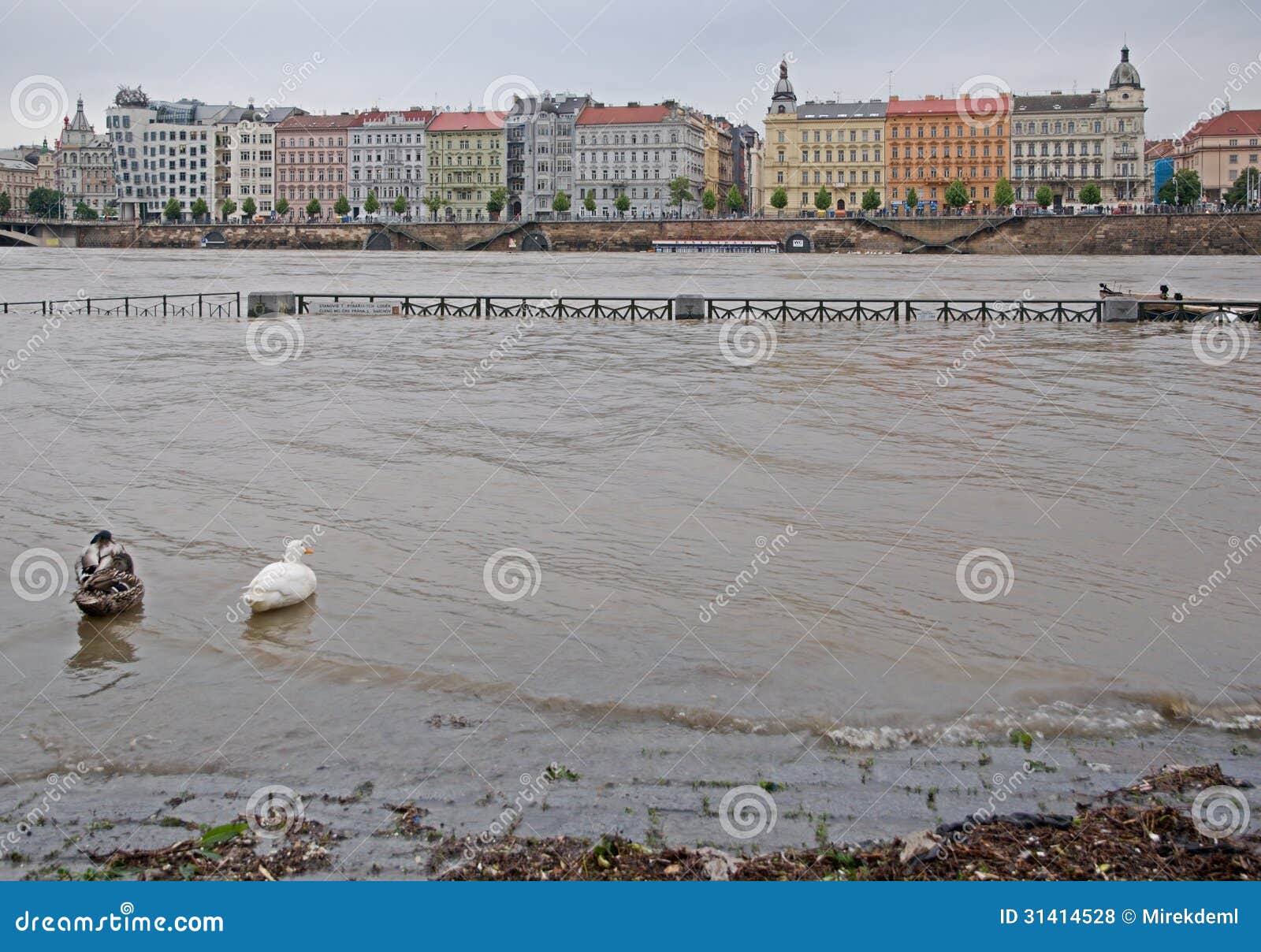 Flood in Prague editorial stock photo. Image of rain - 31414528