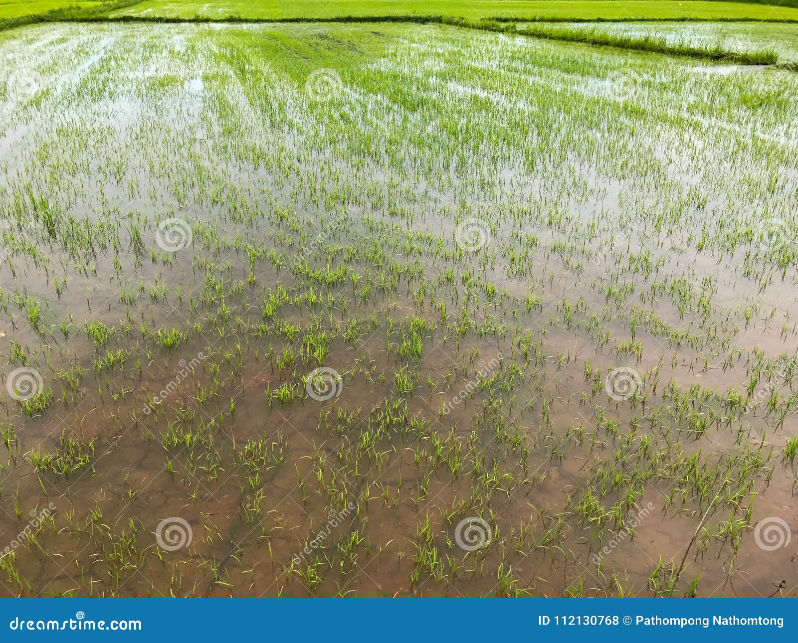 Flood in Rice Field at Thailand Stock Photo - Image of flood, farmland ...