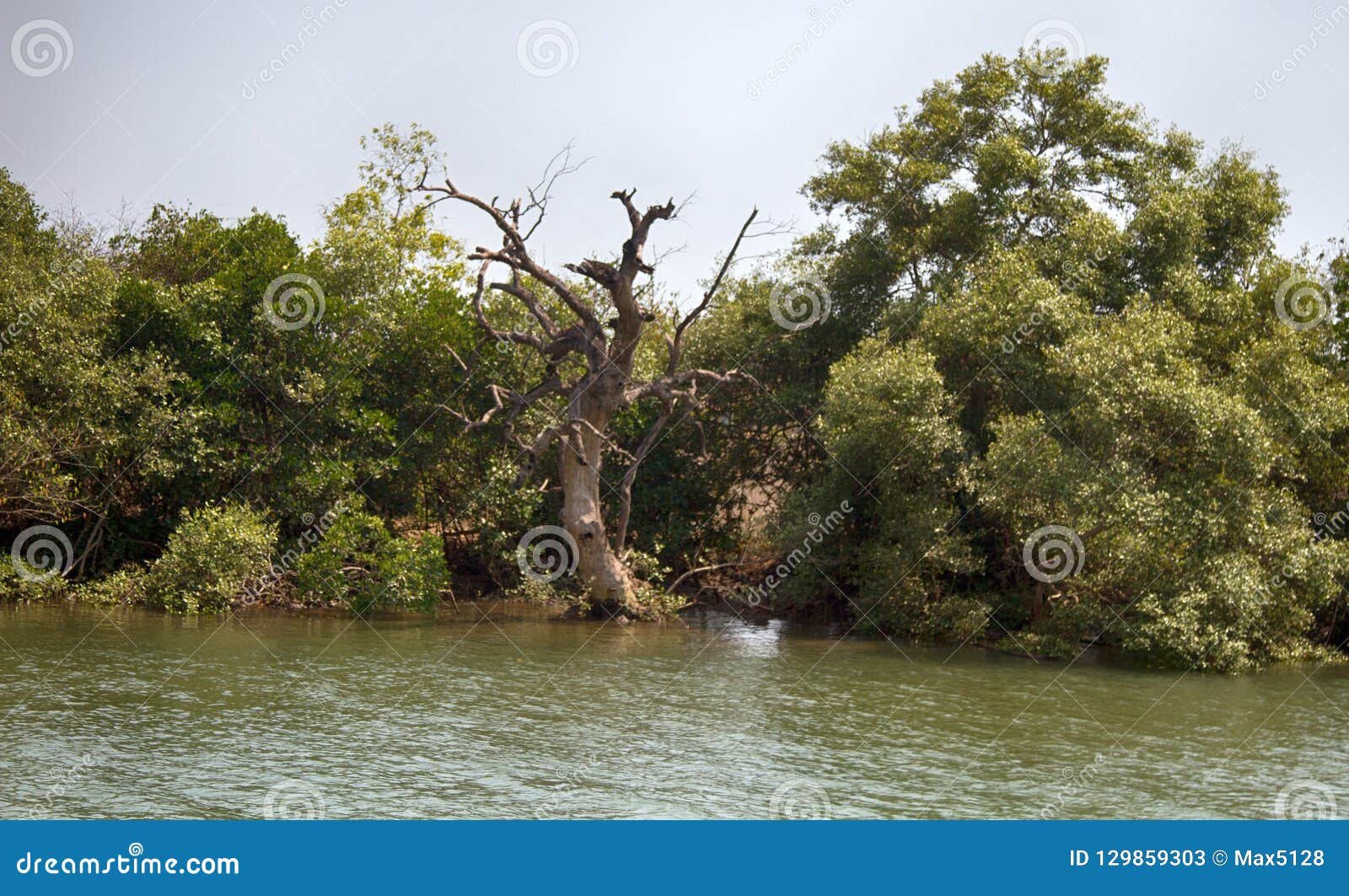 Flood on River with Dead Old Tree Stock Image - Image of reservoir ...