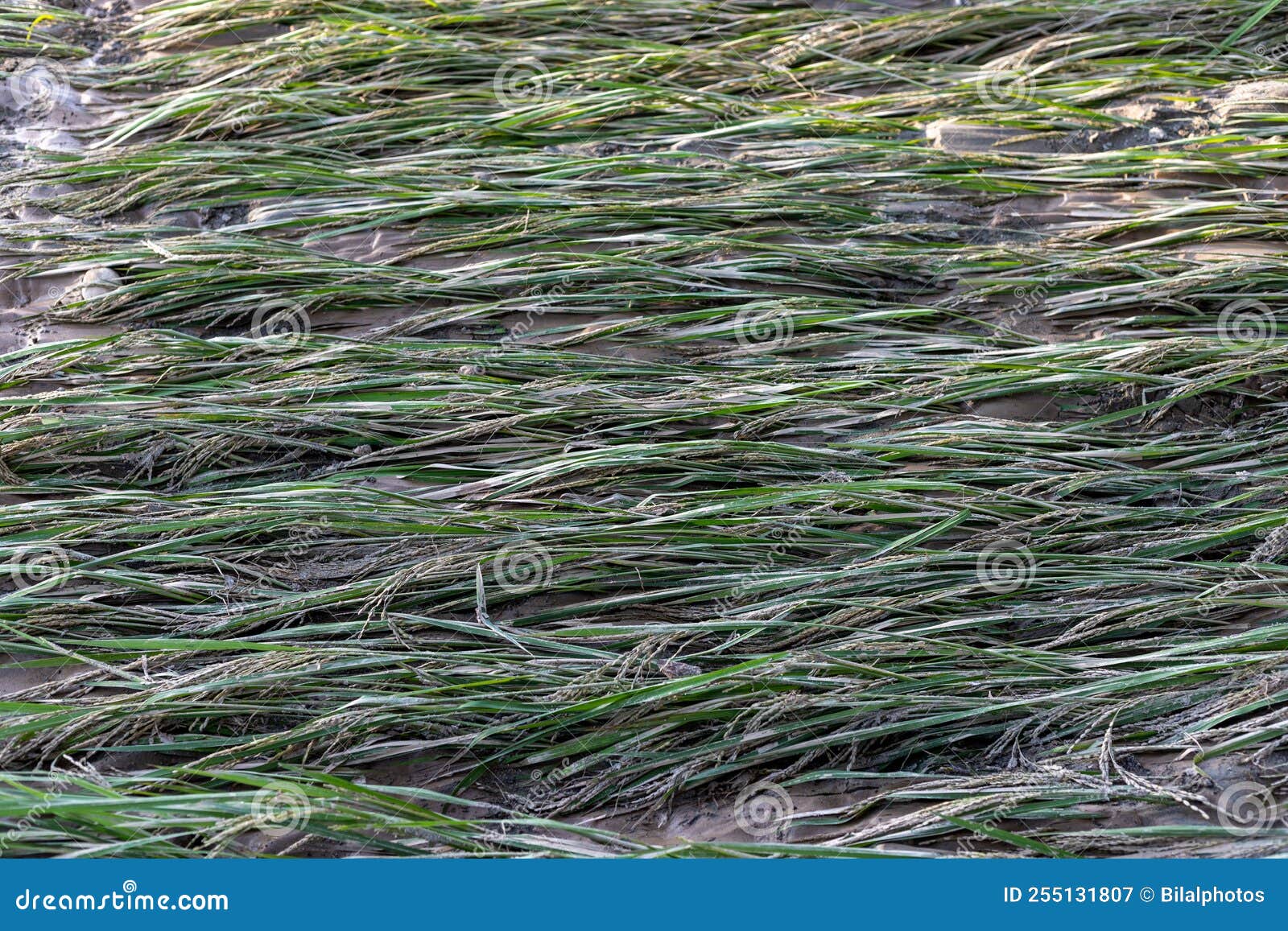 Flood in the River Swat Damage the Rice Crop in the Fields Stock Image ...