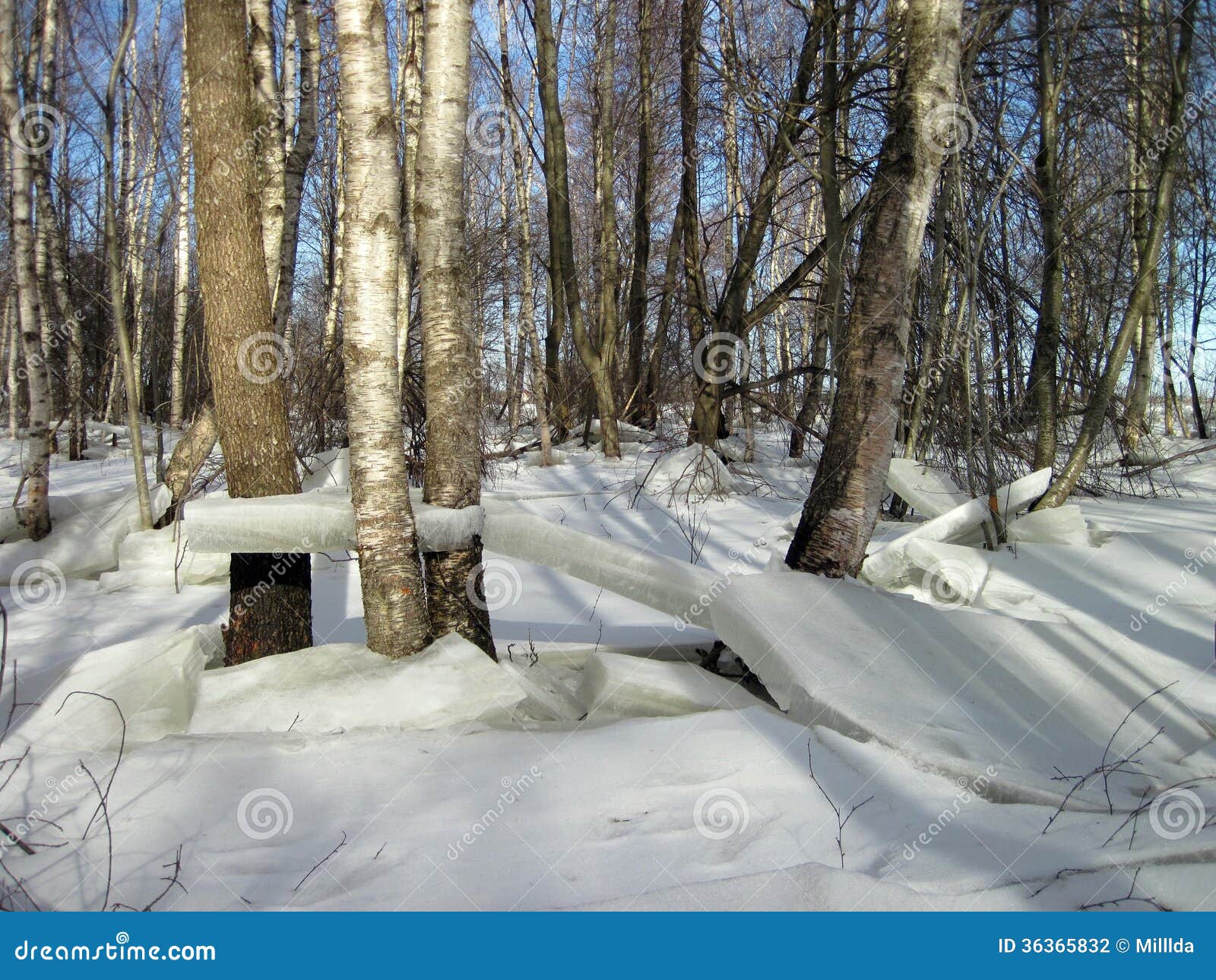 Flood in Rusne, Lithuania stock photo. Image of white - 36365832