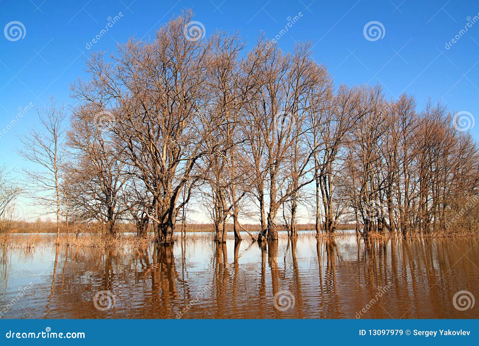 Flood in wood stock image. Image of flood, blue, element - 13097979