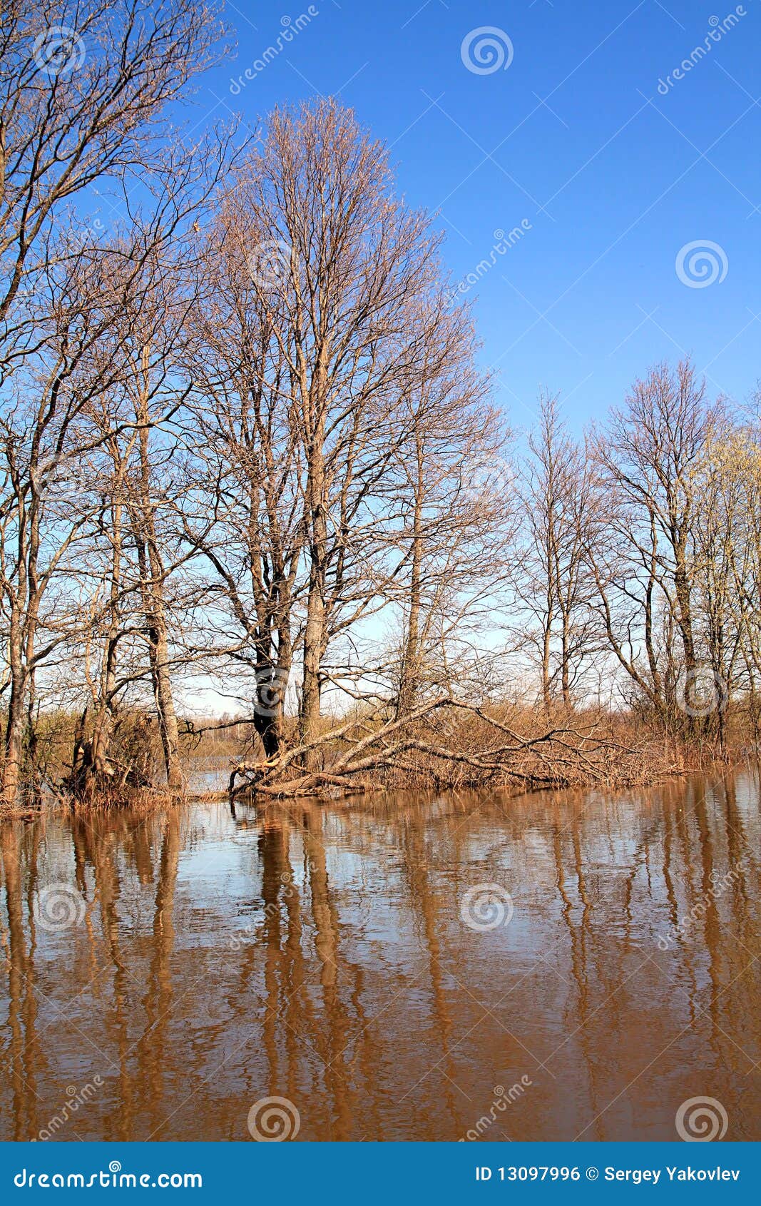 Flood in wood stock photo. Image of peace, cortex, element - 13097996