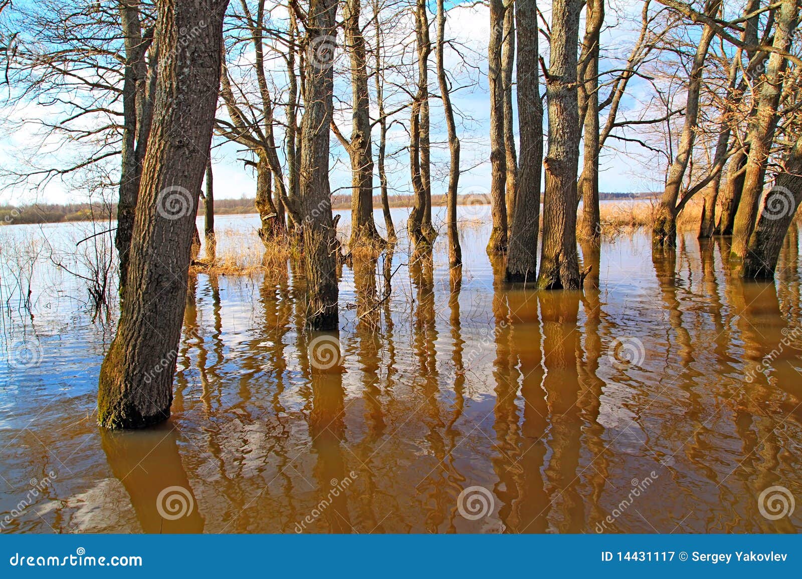 Flood in wood stock image. Image of element, brown, lake - 14431117
