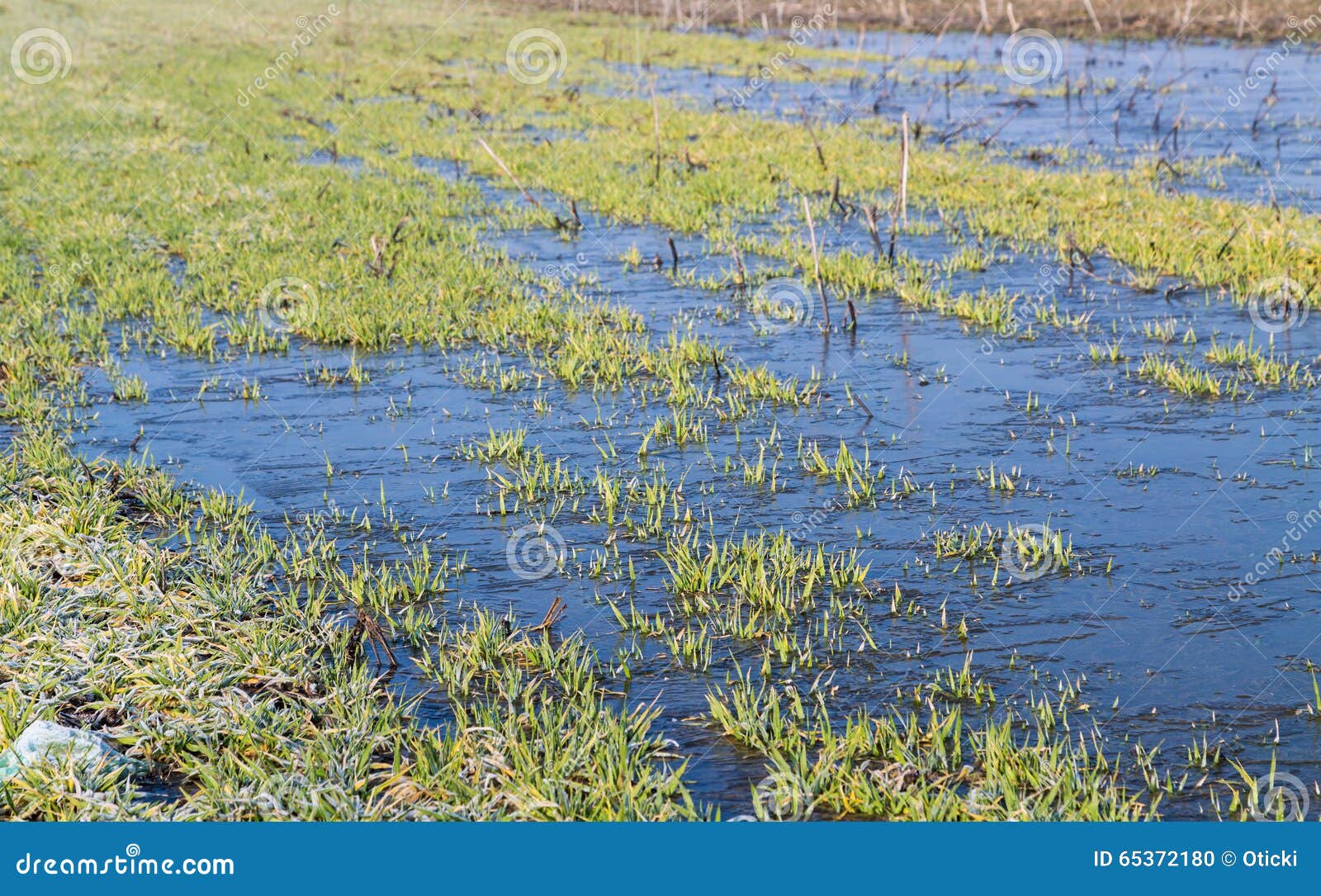 Flooded Agricultural Field at Winter Stock Photo - Image of country ...