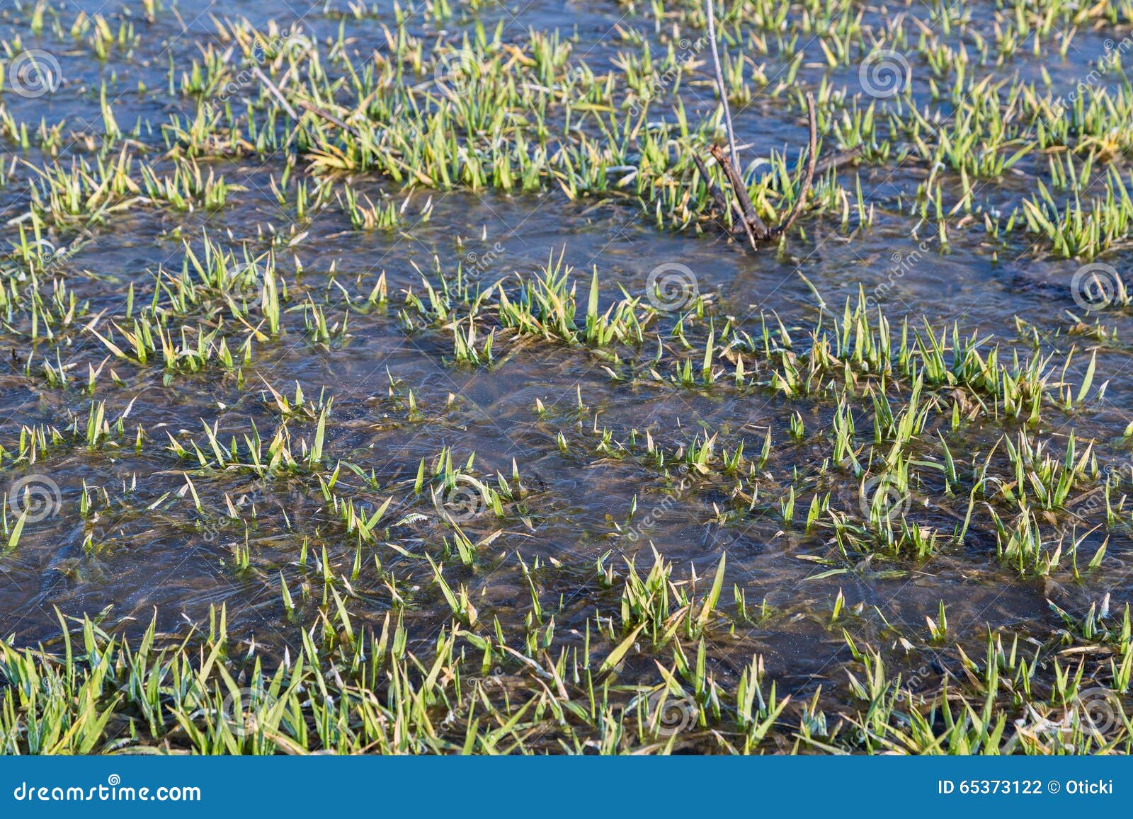 Flooded Agricultural Field at Winter Stock Photo - Image of country ...