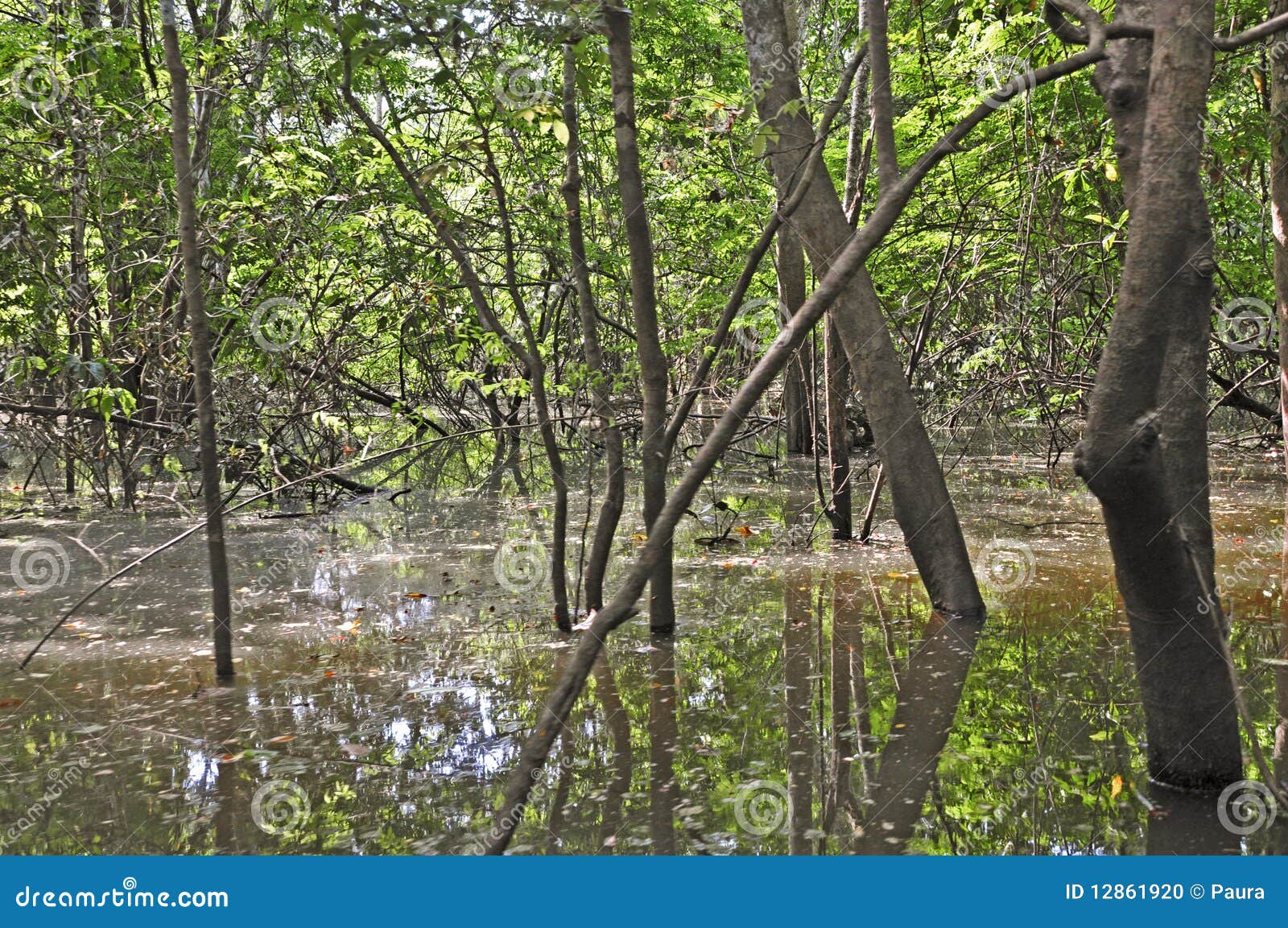 Flooded Amazon Rainforest Stock Photography | CartoonDealer.com #2792516