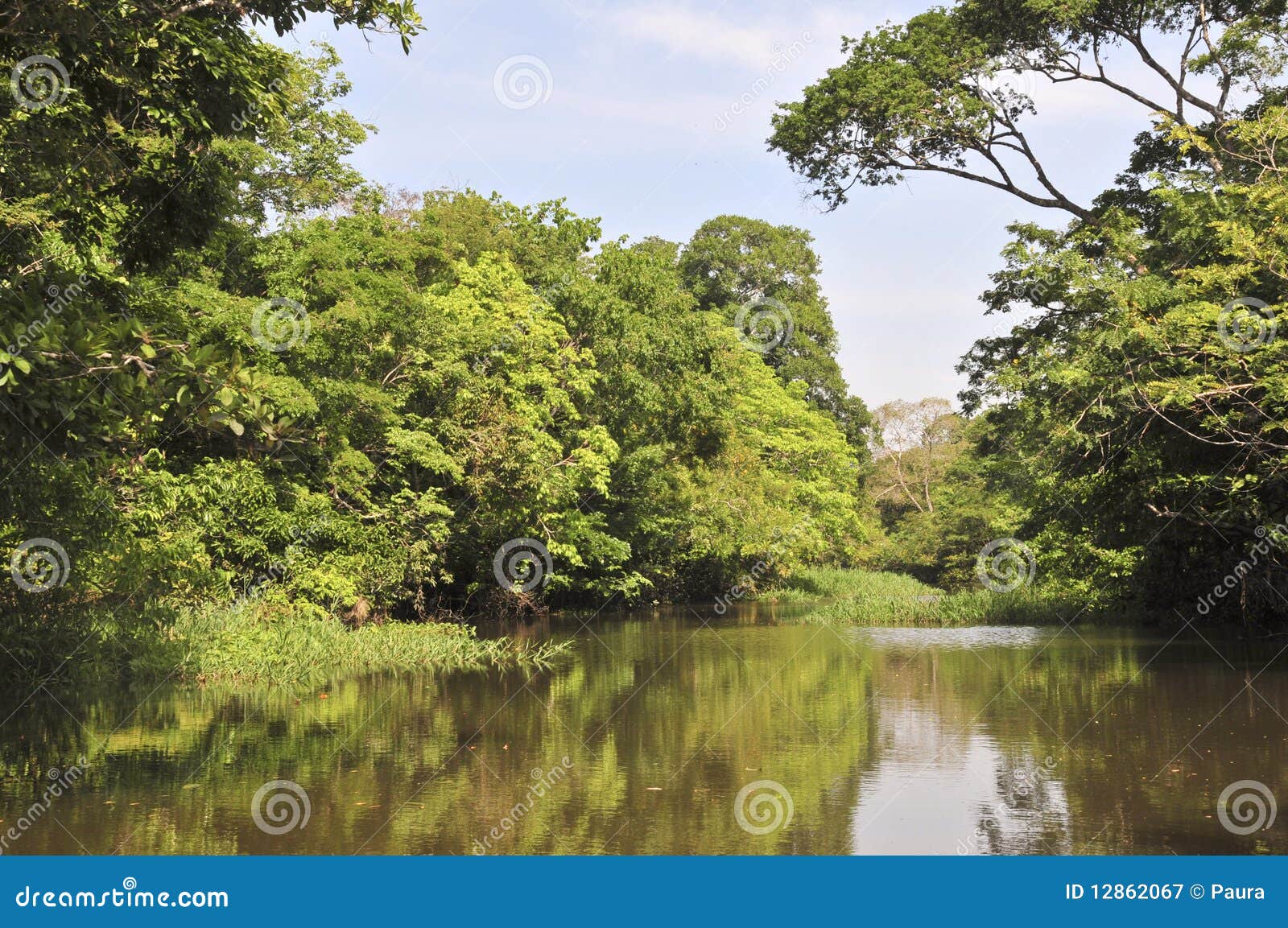 Within the Flooded Amazon Forest Stock Image - Image of rainforest ...