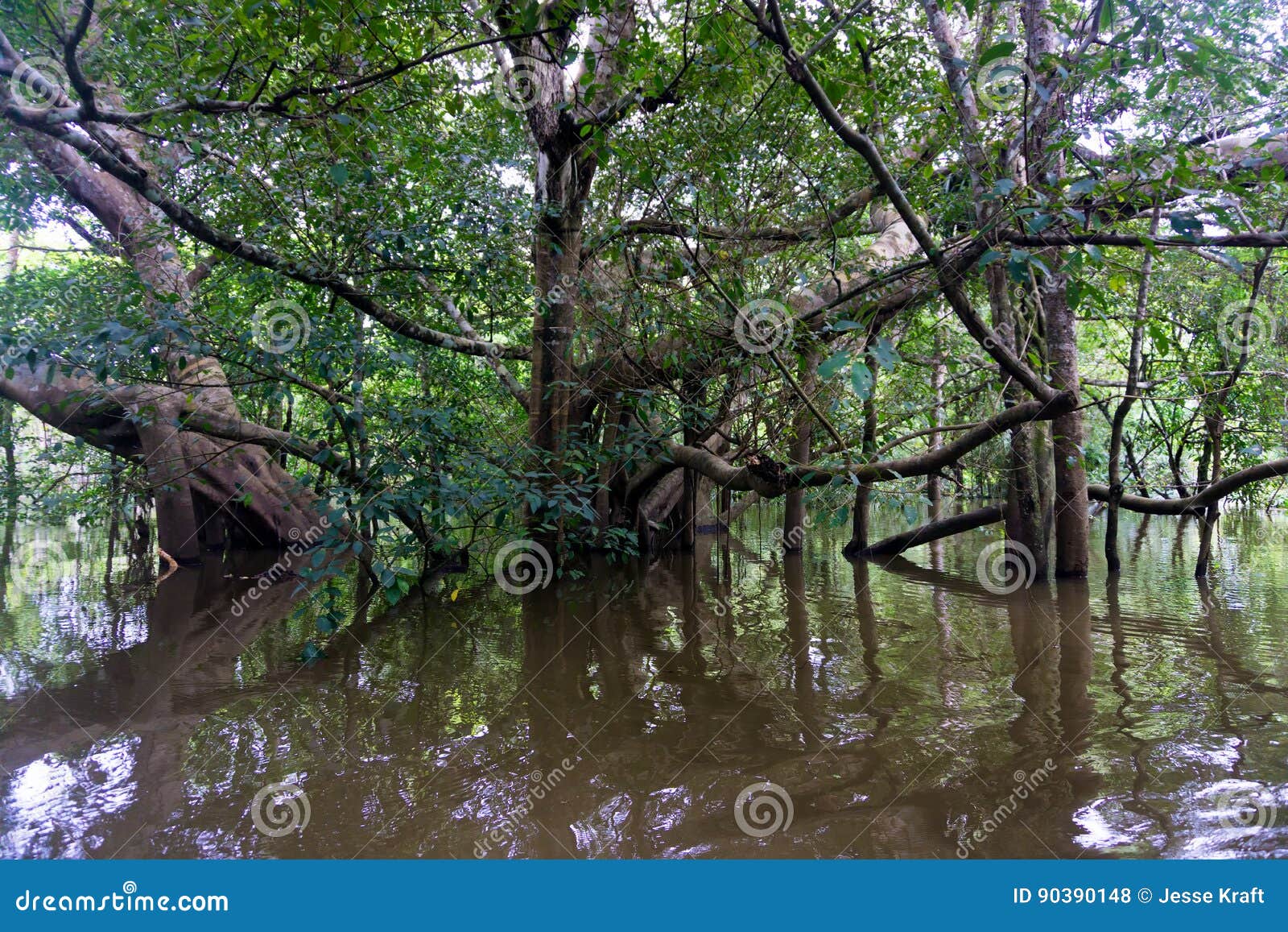 Flooded Amazon Rainforest Stock Photography | CartoonDealer.com #2792516