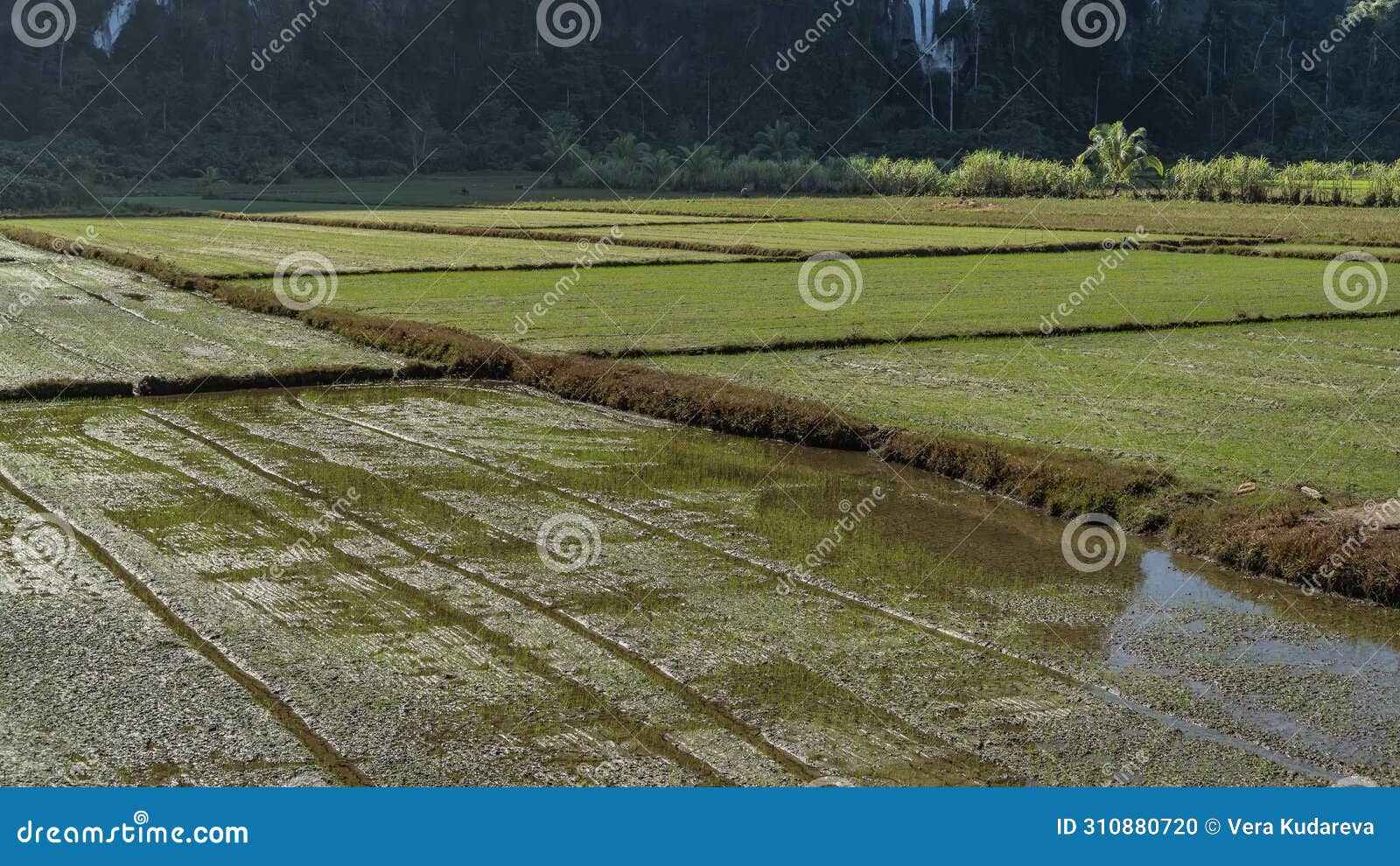 The Flooded Bright Green Rice Fields are Divided into Rectangular ...