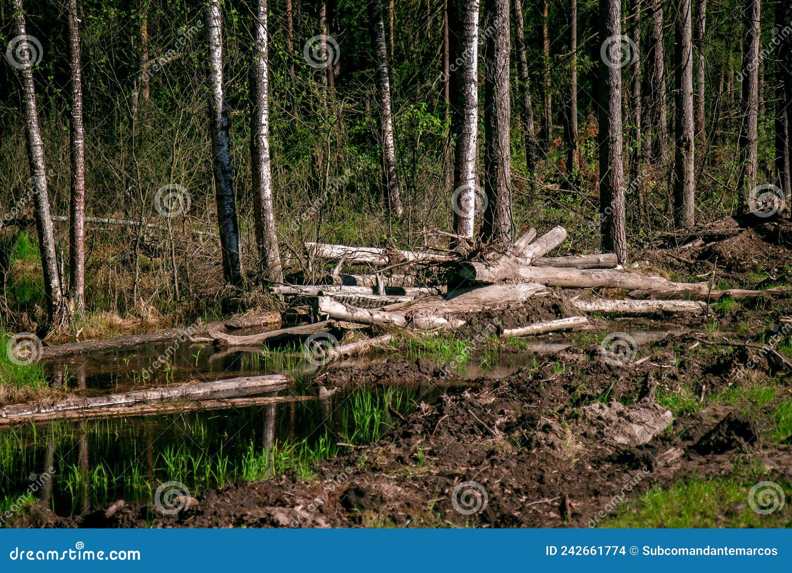 FLOODED CONIFEROUS FOREST.SPRING FLOOD Stock Photo - Image of dirt ...