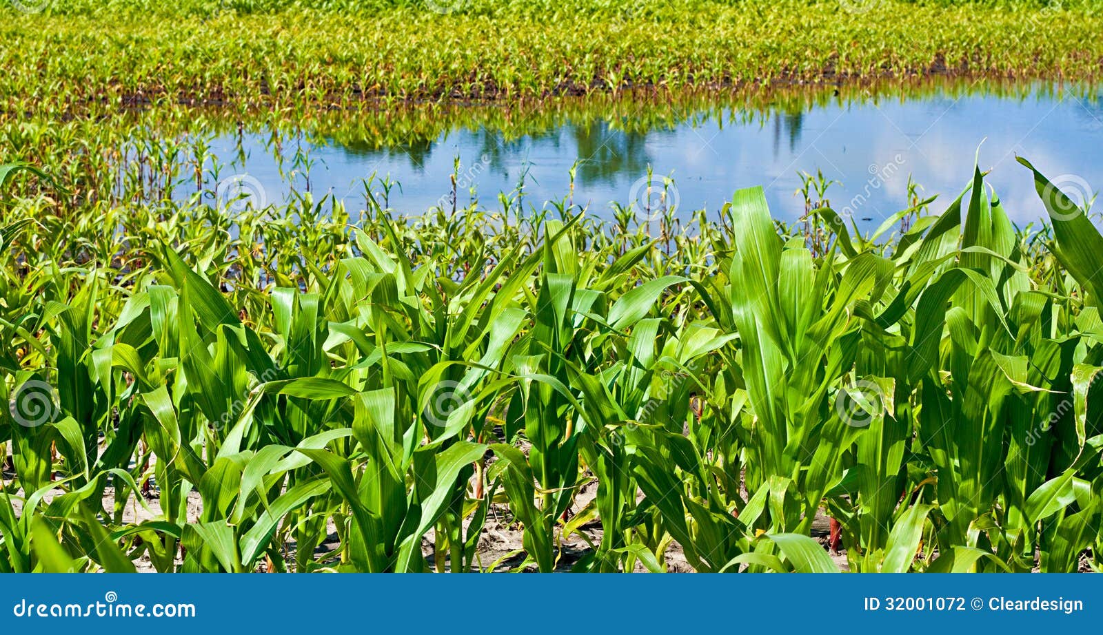 Flooded Corn Field - Damaged Cultivation. Stock Photo - Image of ...