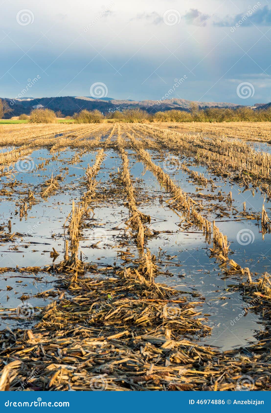 Flooded corn field stock photo. Image of natural, reflection - 46974886