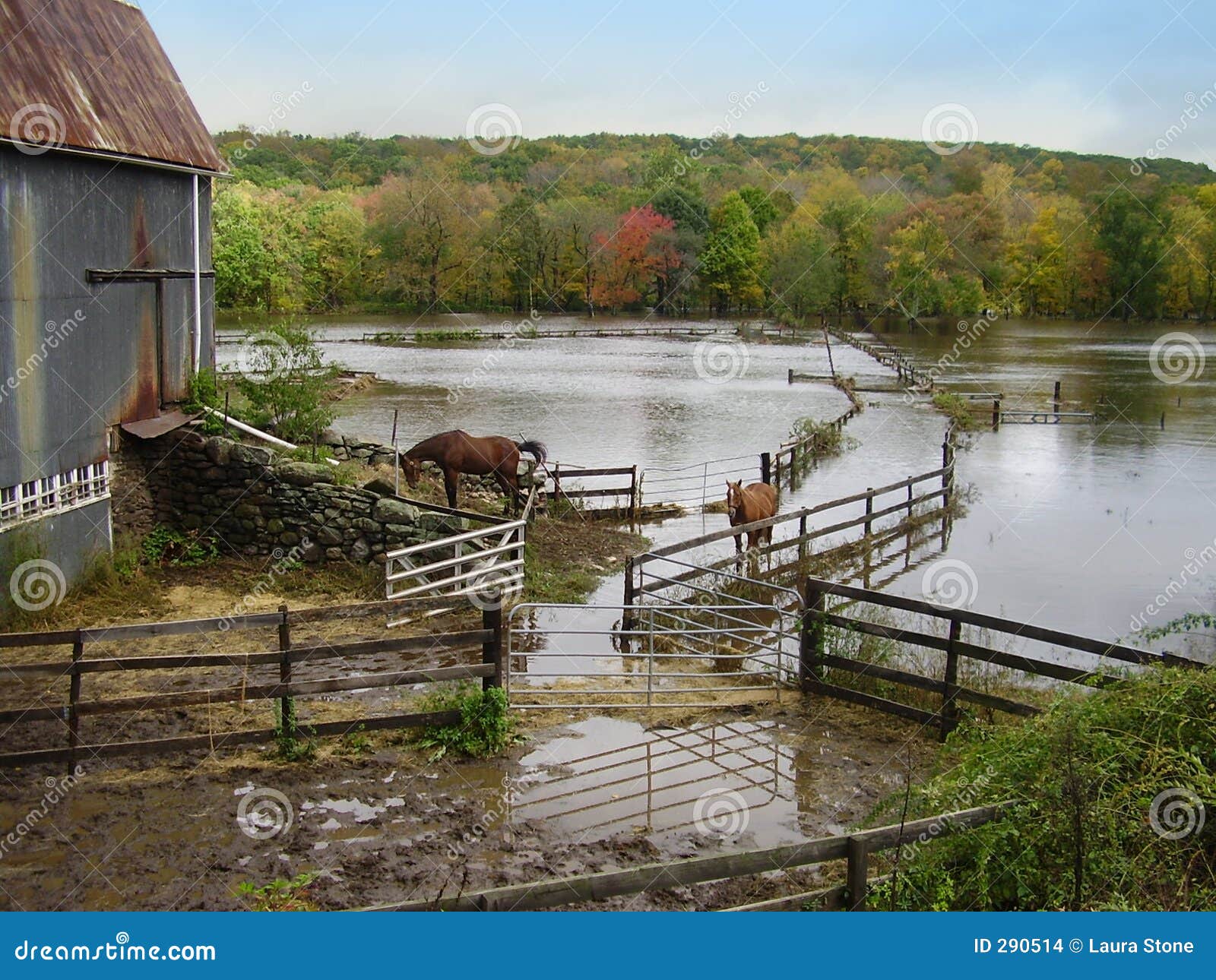 Flooded Farmland stock photo. Image of fence, connecticut - 290514