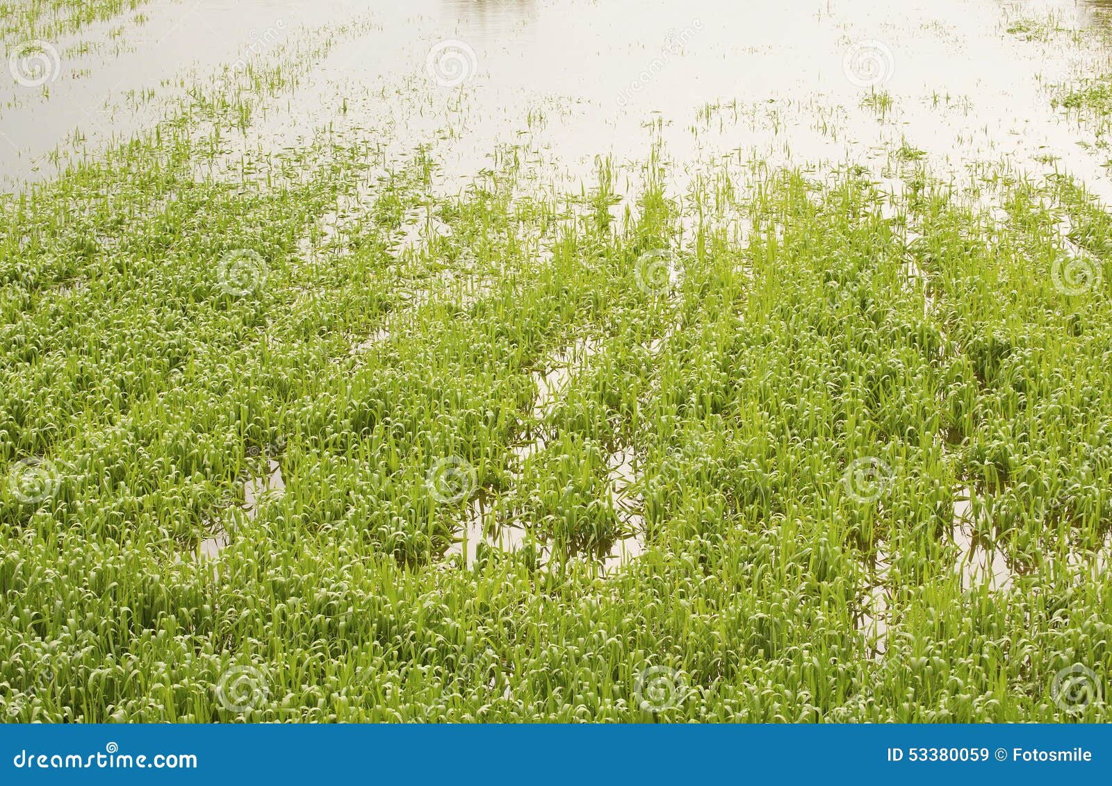 Flooded field stock image. Image of horizontal, hercegovina - 53380059
