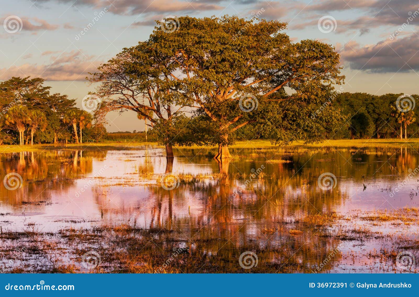 Flooded field stock image. Image of grass, disaster, agriculture - 36972391