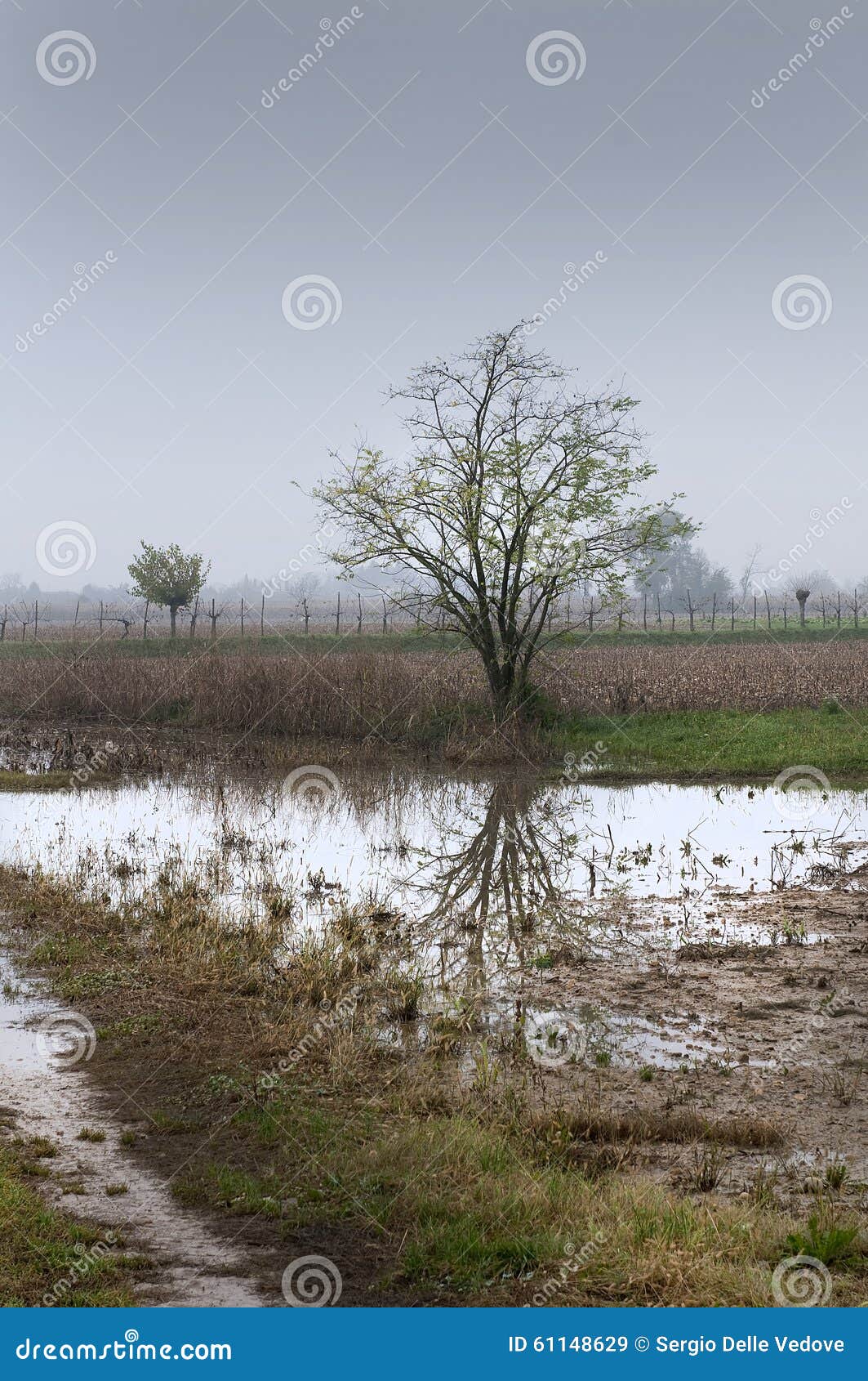 Flooded field stock image. Image of farming, leaf, maize - 61148629
