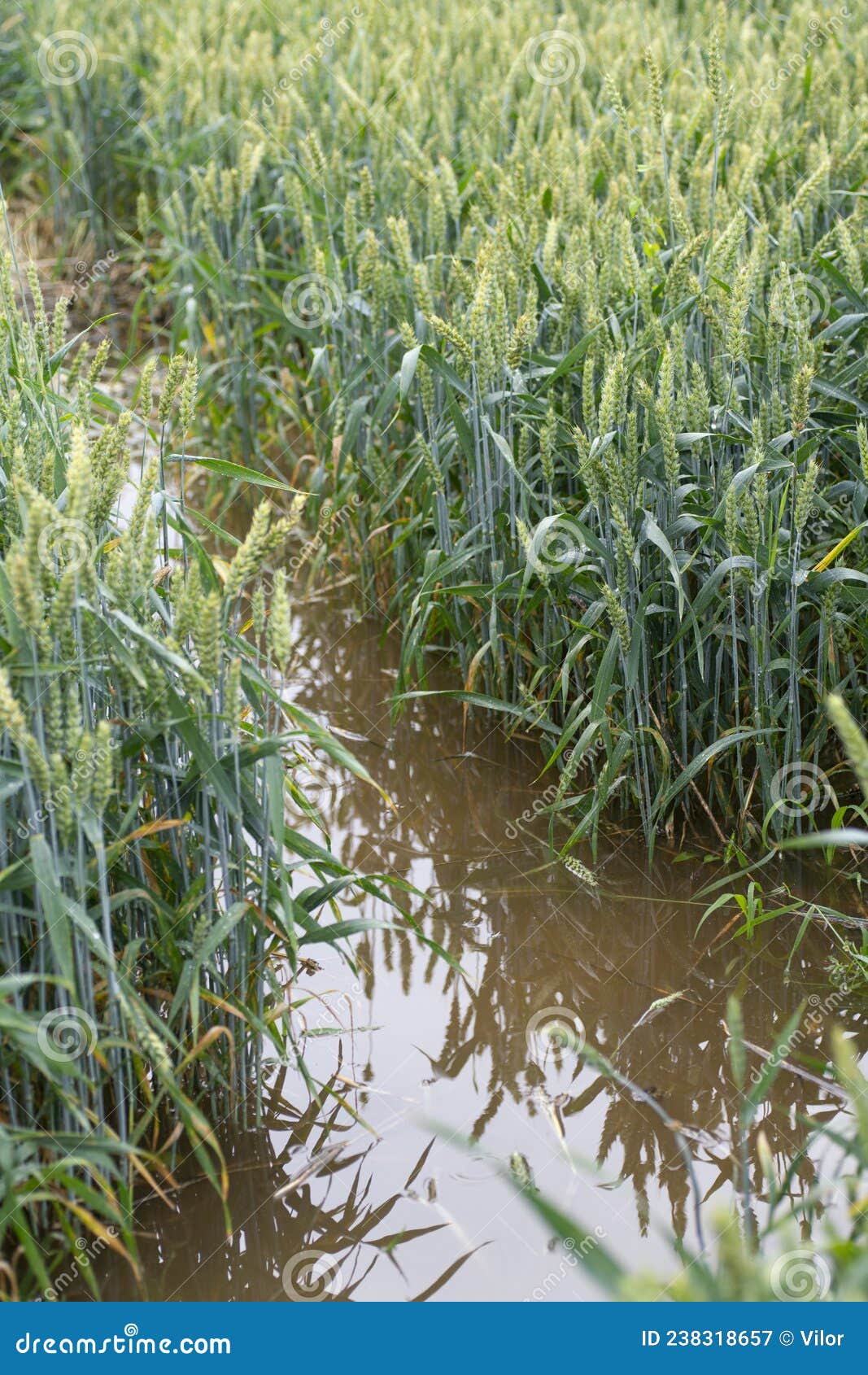 Flooded field stock image. Image of winter, agriculture - 238318657