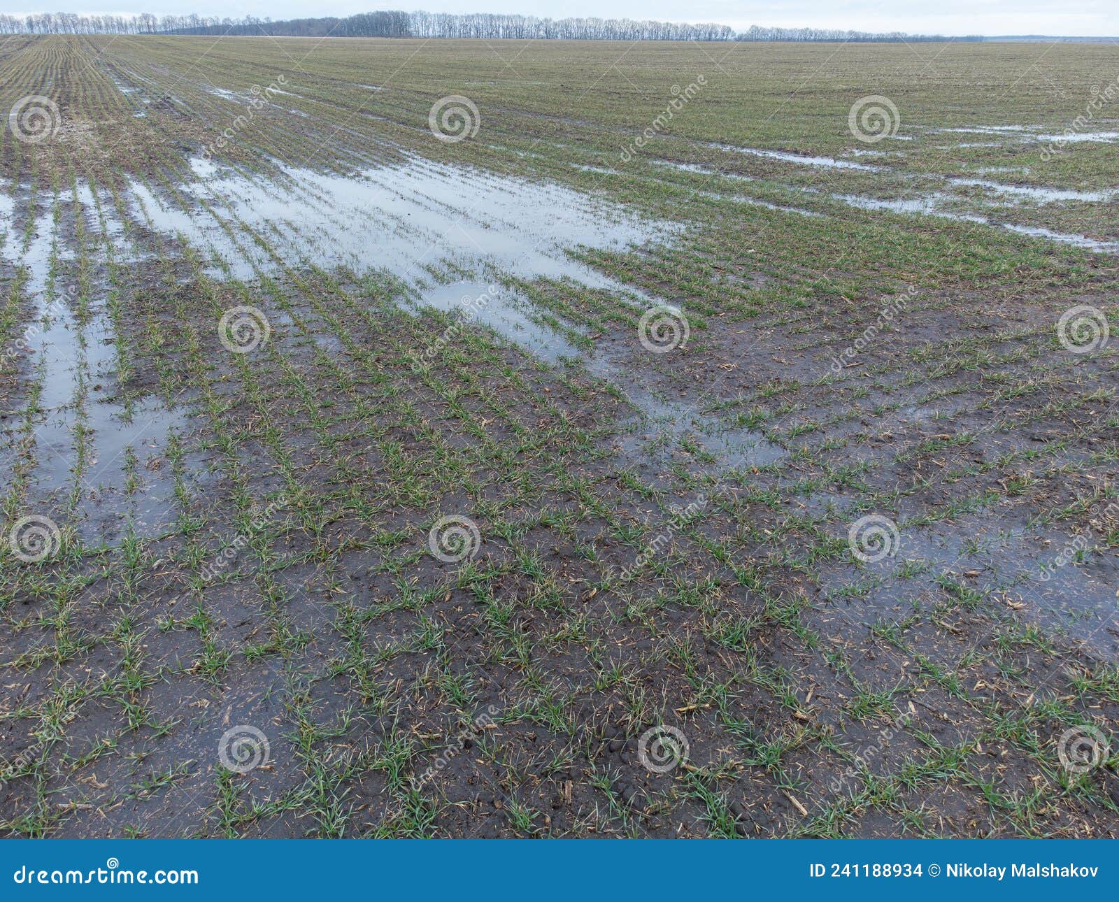 Flooded Field of Winter Wheat. Sprouting Grain Sprouts in the Field of ...