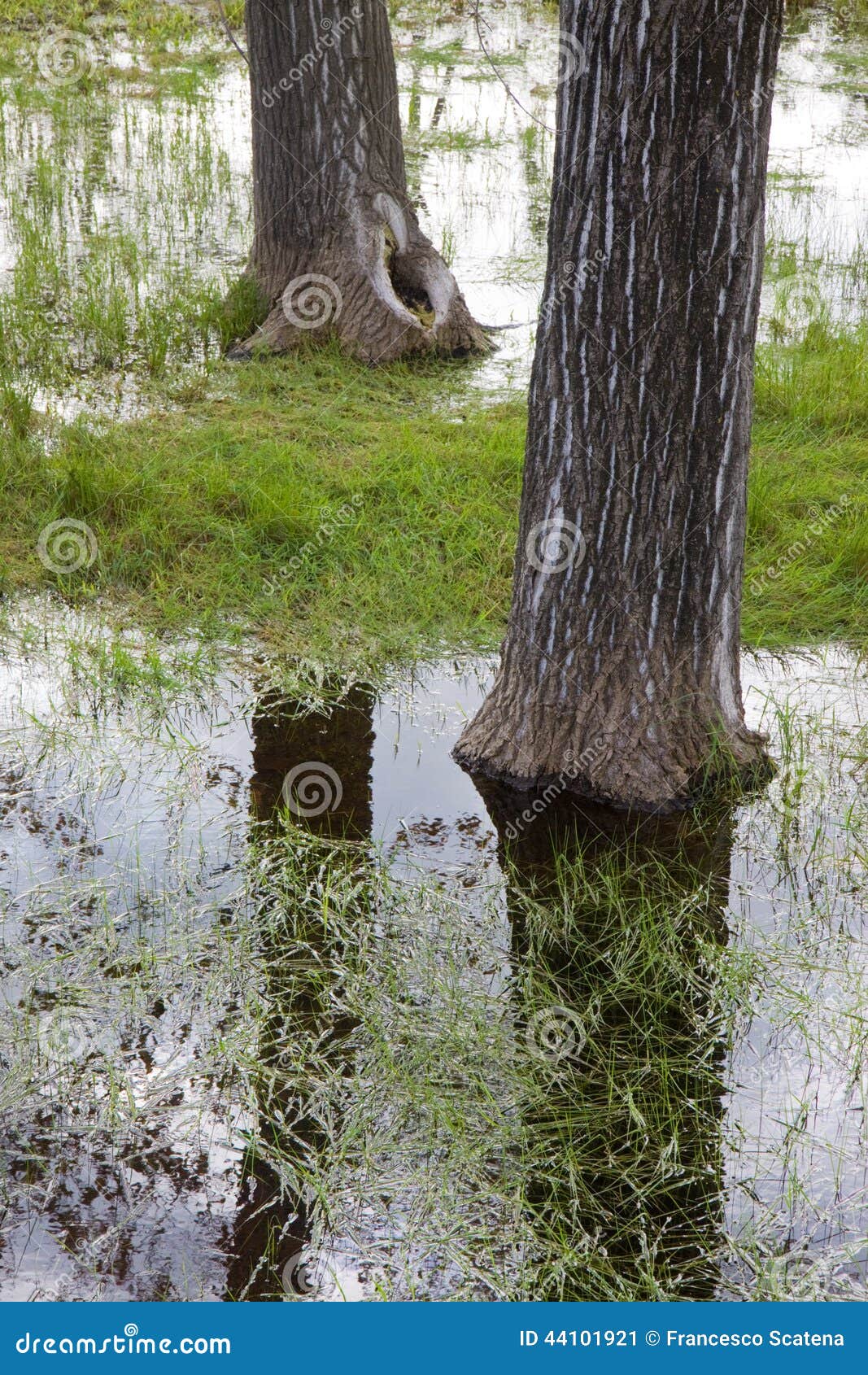 Flooded fields stock image. Image of overflowing, pasture - 44101921