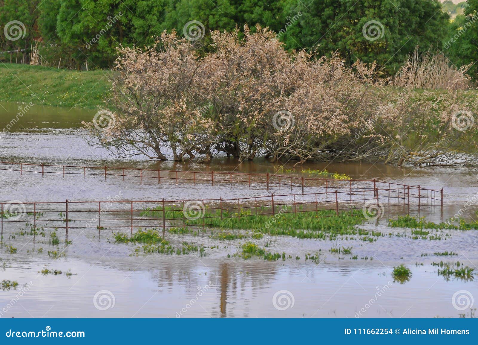 Flooded fields stock photo. Image of outdoor, river - 111662254