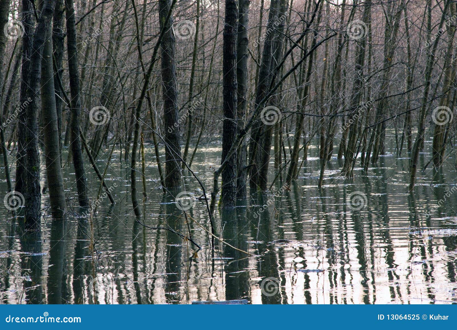 Flooded Forest stock image. Image of tree, natural, water - 13064525