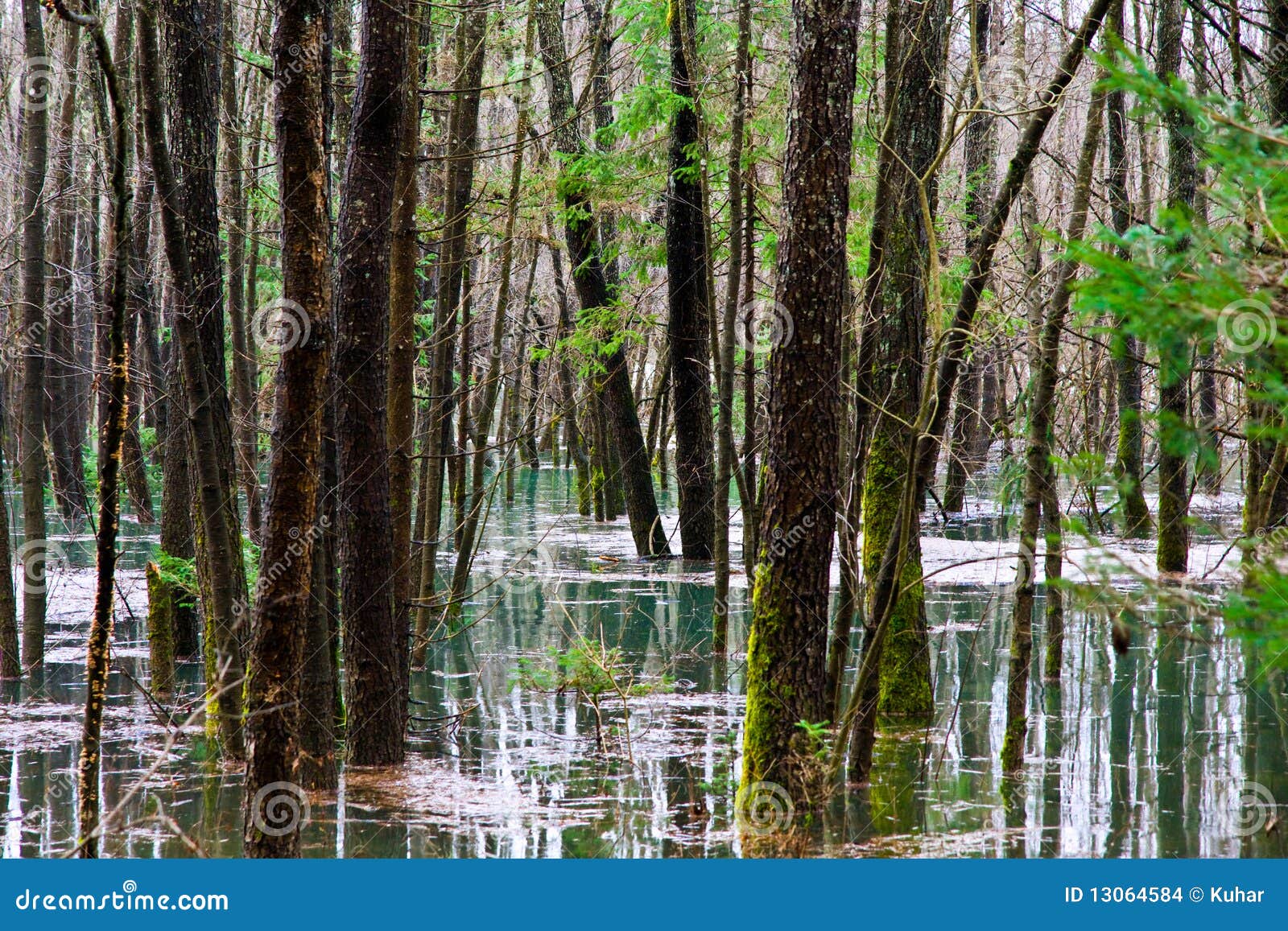 Flooded Forest stock photo. Image of woods, flood, forest - 13064584