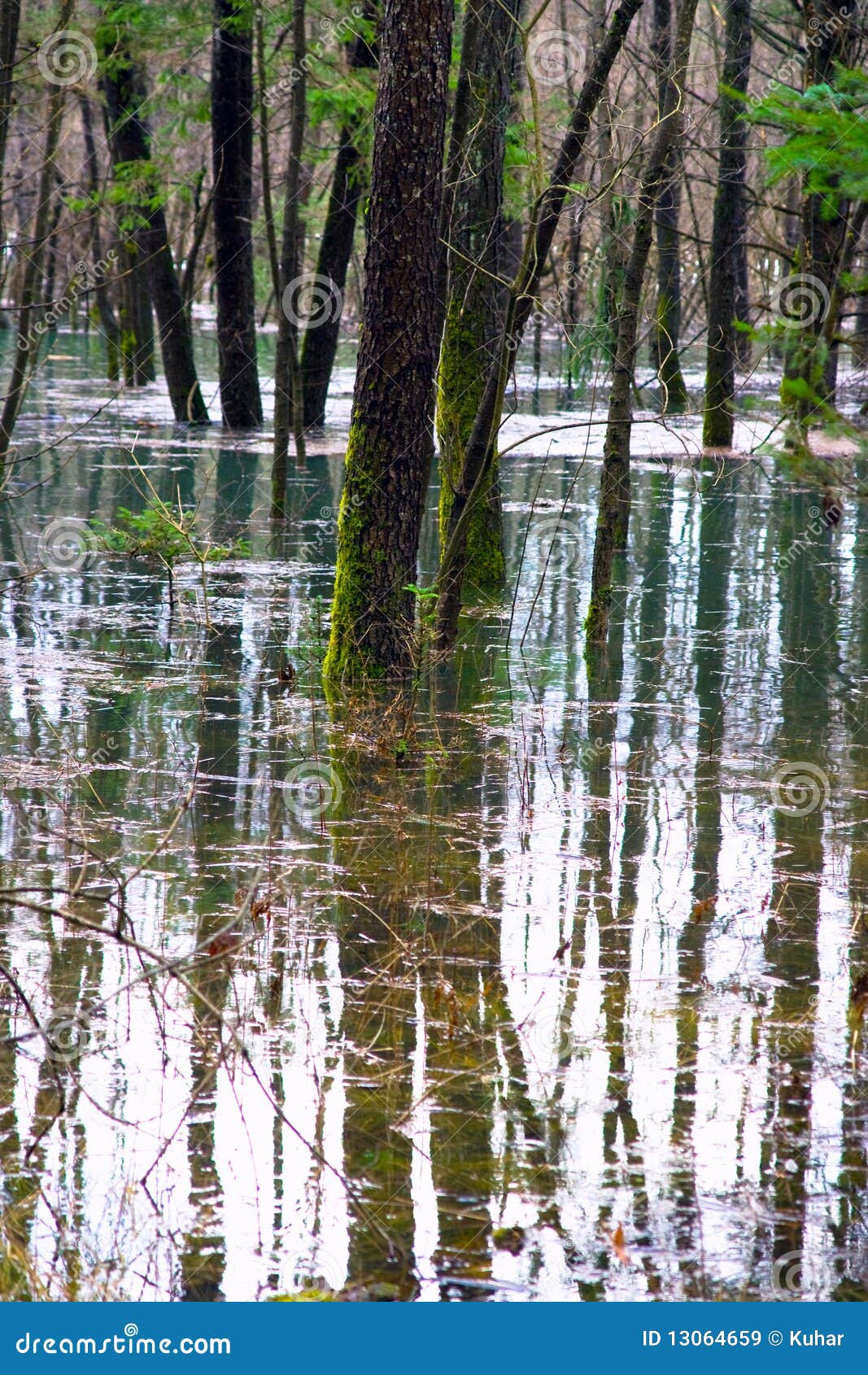 Flooded Forest stock image. Image of environment, natural - 13064659