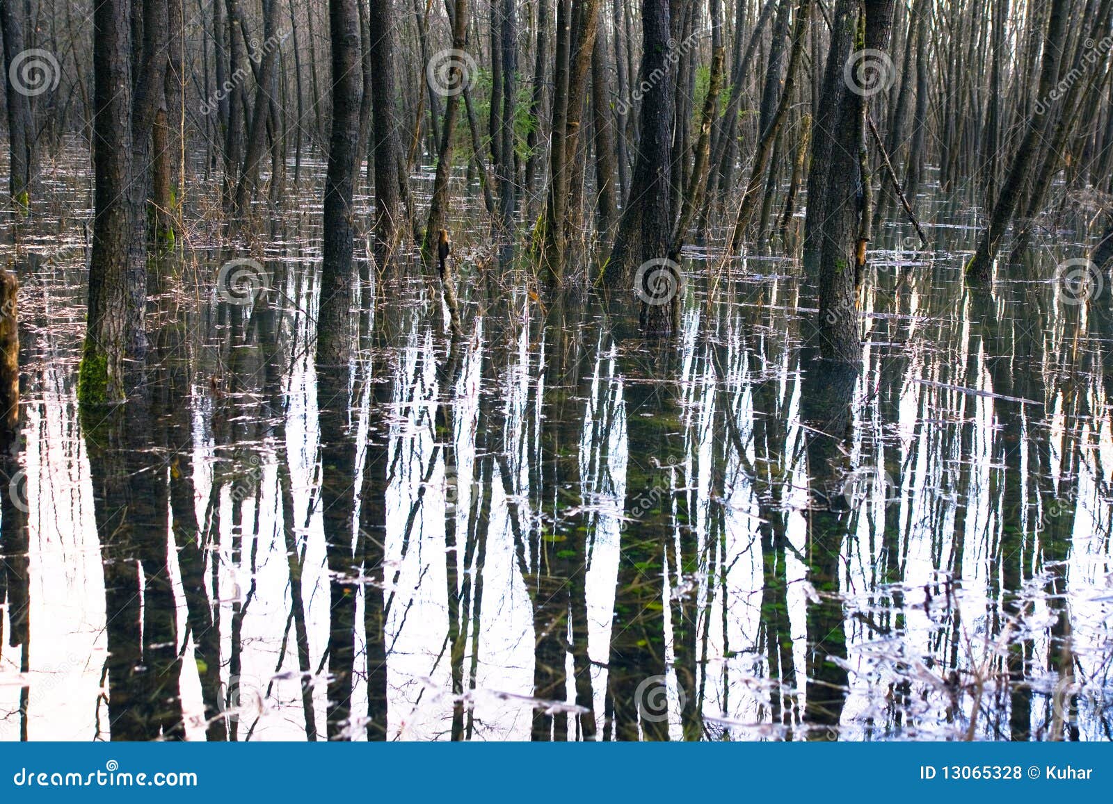 Flooded Forest stock photo. Image of nature, horizontal - 13065328