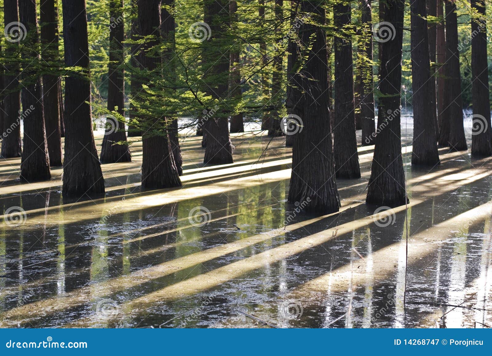 Flooded forest stock image. Image of forest, beautiful - 14268747