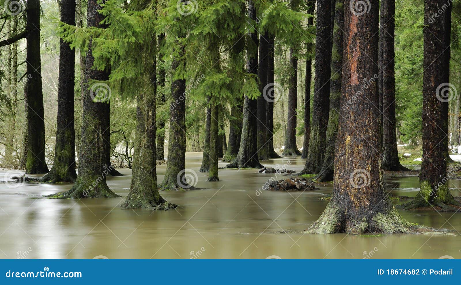 Flooded forest stock photo. Image of flow, ecology, nature - 18674682