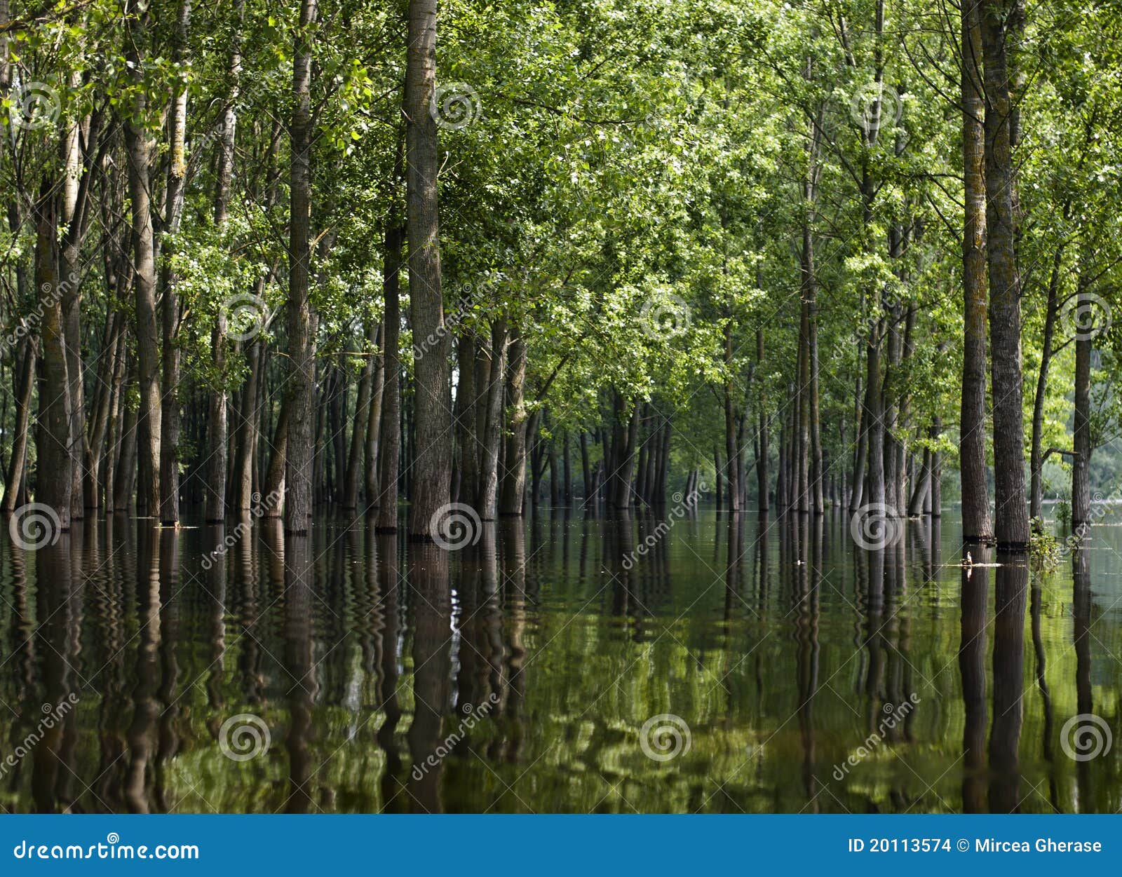 Flooded forest stock photo. Image of trees, reflection - 20113574