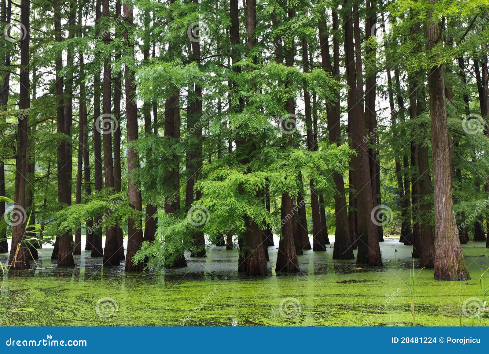 Flooded forest stock photo. Image of nature, forest, vegetation - 20481224