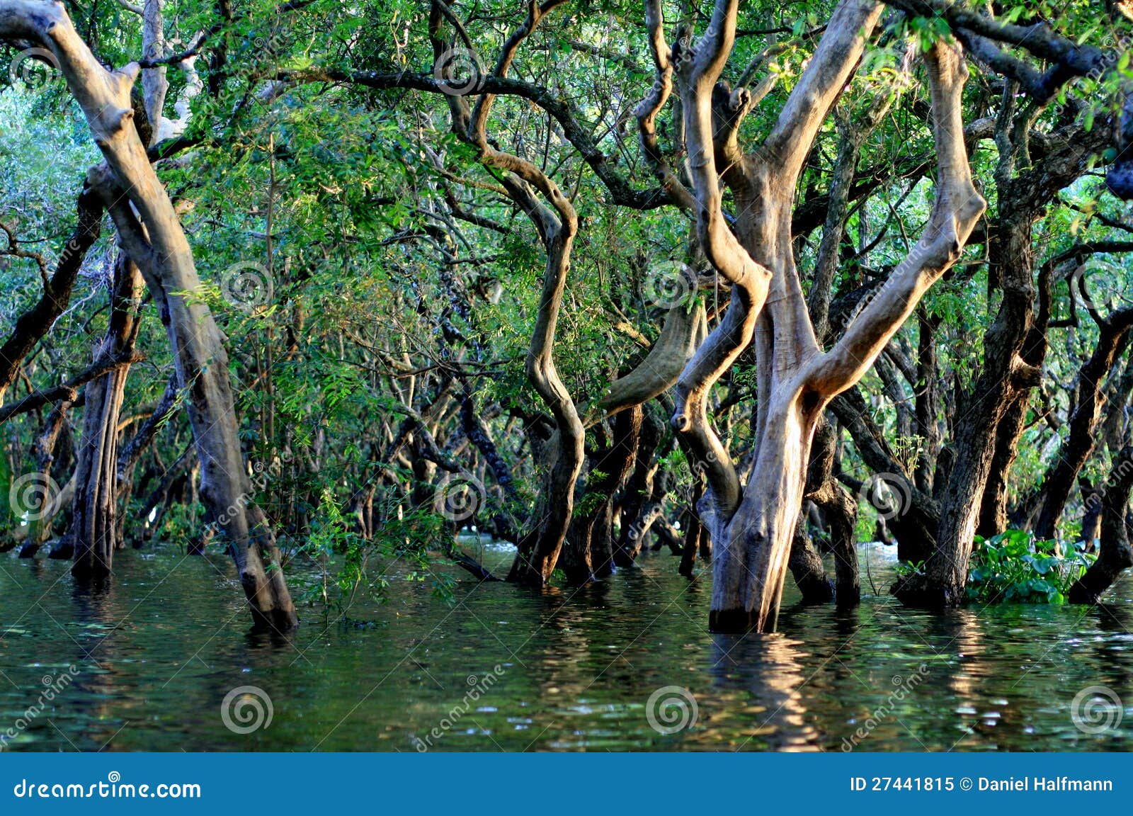 Flooded forest stock image. Image of fishing, nature - 27441815