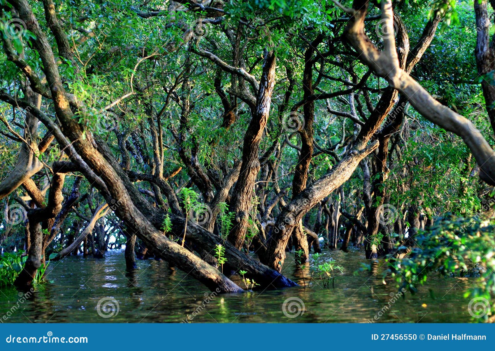 Flooded forest stock photo. Image of jungle, float, plant - 27456550