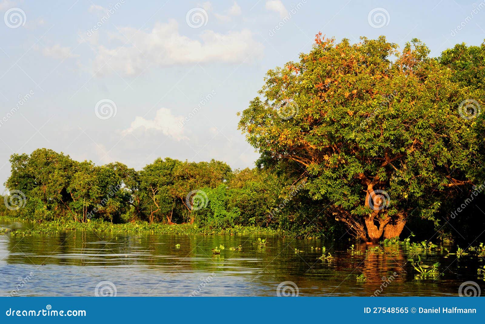 Flooded forest stock image. Image of rainforest, amazon - 27548565