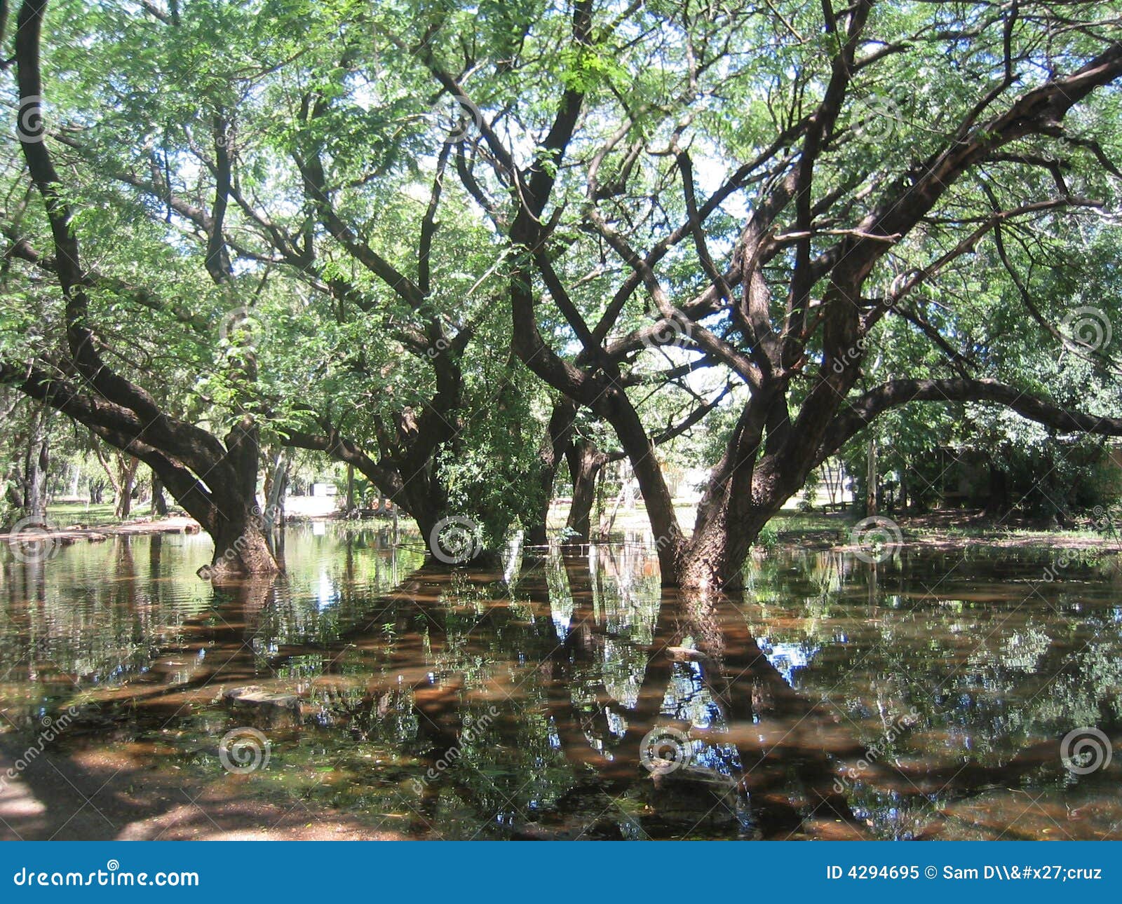 Flooded Forest stock image. Image of flood, flooded, katherin - 4294695