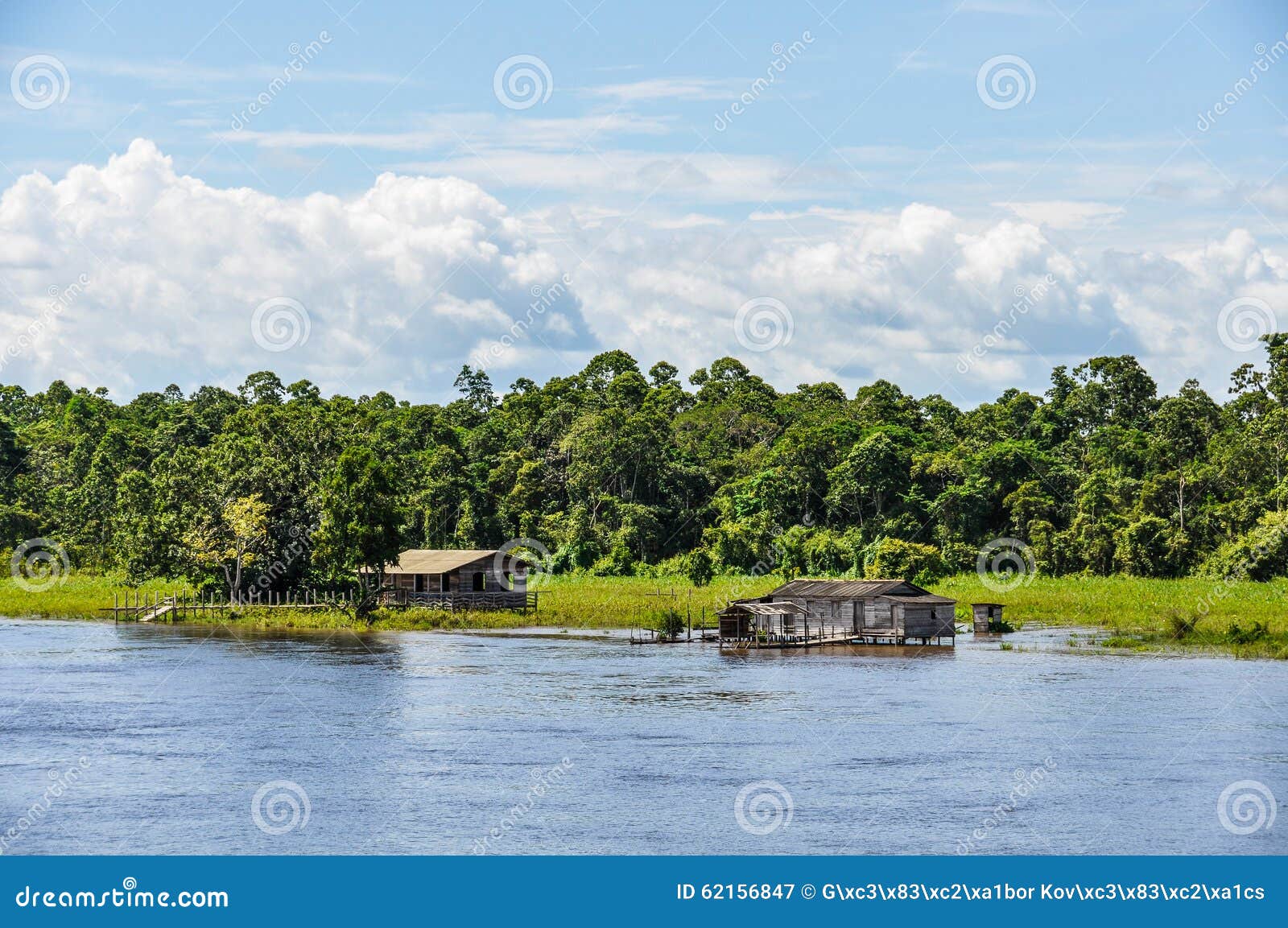 Flooded Forest on the Amazon River, Brazil Stock Image - Image of ...