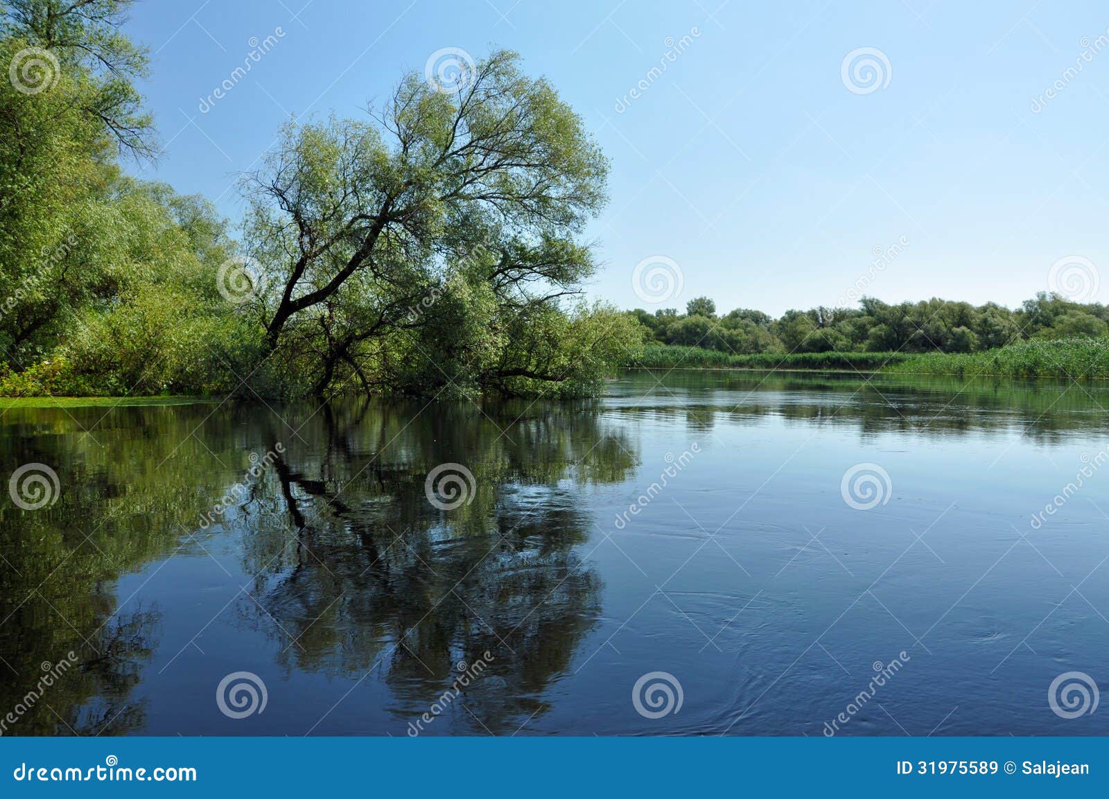 Flooded Forest in the Danube Delta Stock Image - Image of green, beauty ...
