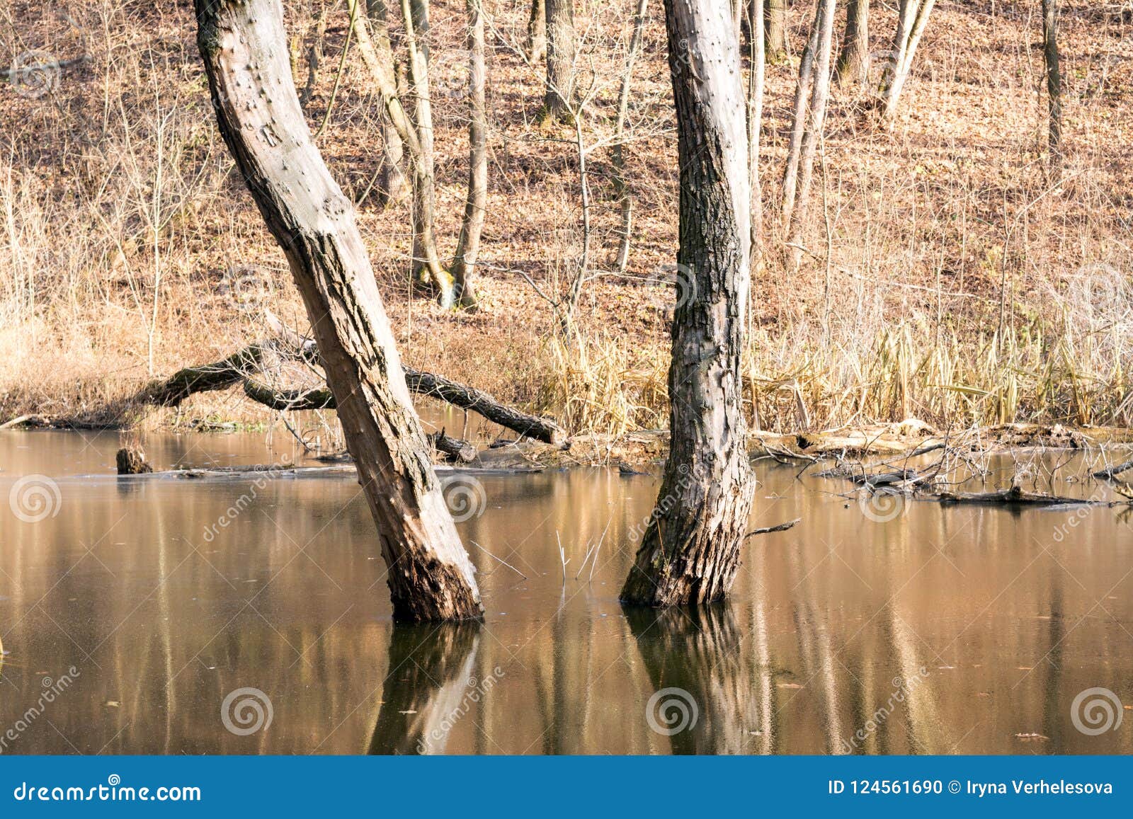 Flooded forest, - flood stock photo. Image of floodplains - 124561690