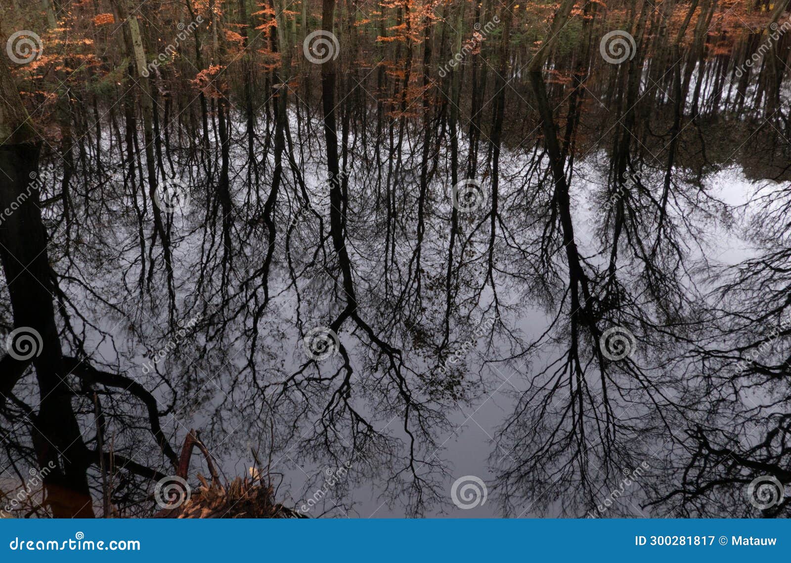 Flooded forest stock image. Image of nature, terschelling - 300281817