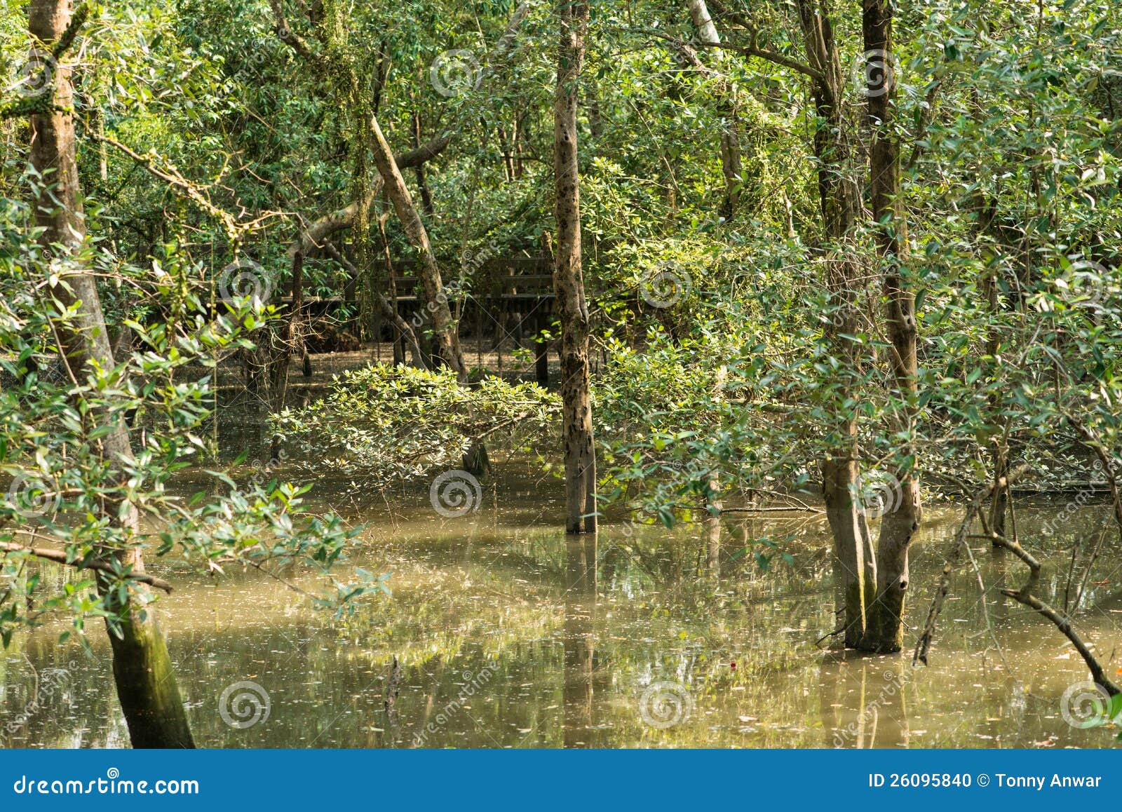 Flooded Forest Mangrove Swamp Stock Photo - Image of saline, swamp ...