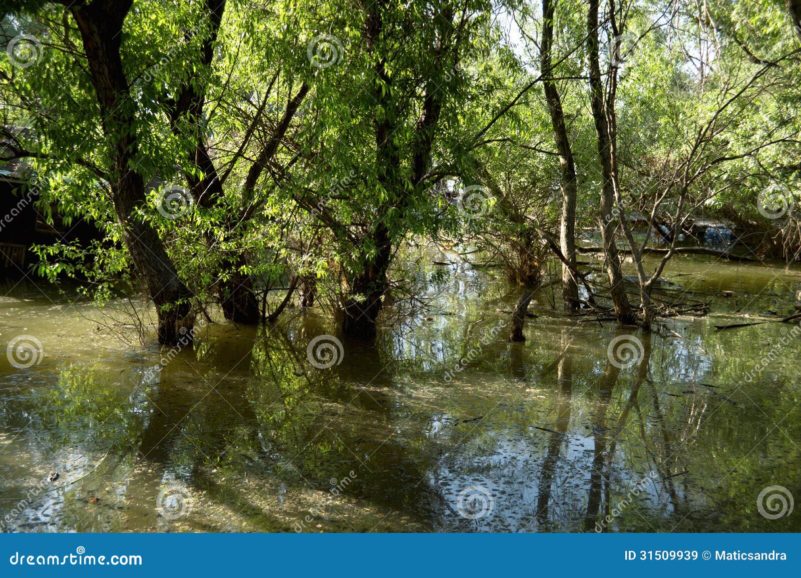 Flooded Forest of Oak Trees Stock Image - Image of survive, flood: 31509939