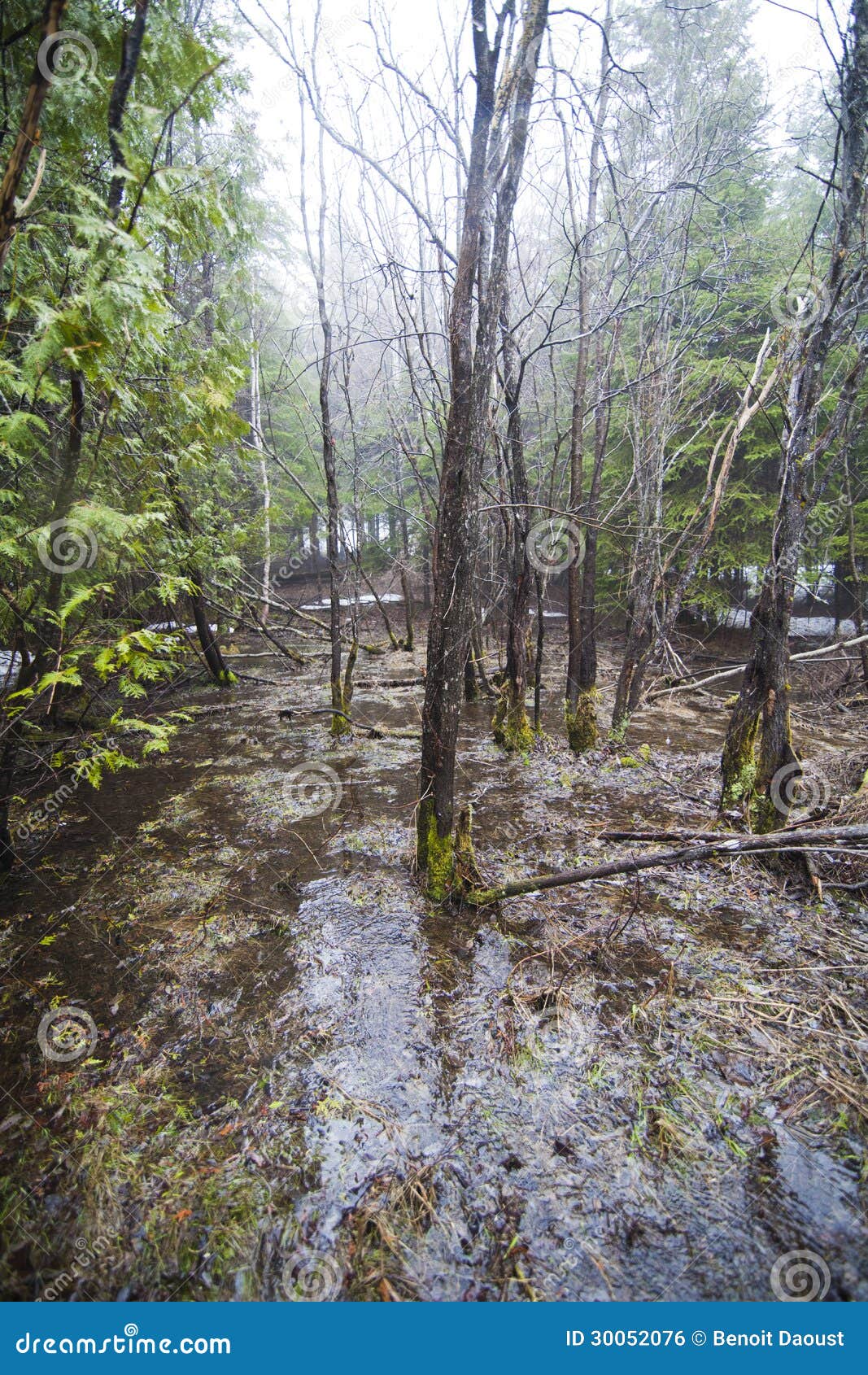 Flooded forest after rain stock photo. Image of spring - 30052076