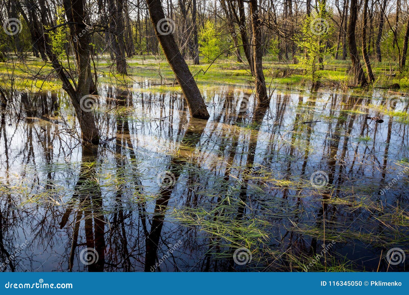 Flooded Forest in Spring Time Stock Photo - Image of natural ...