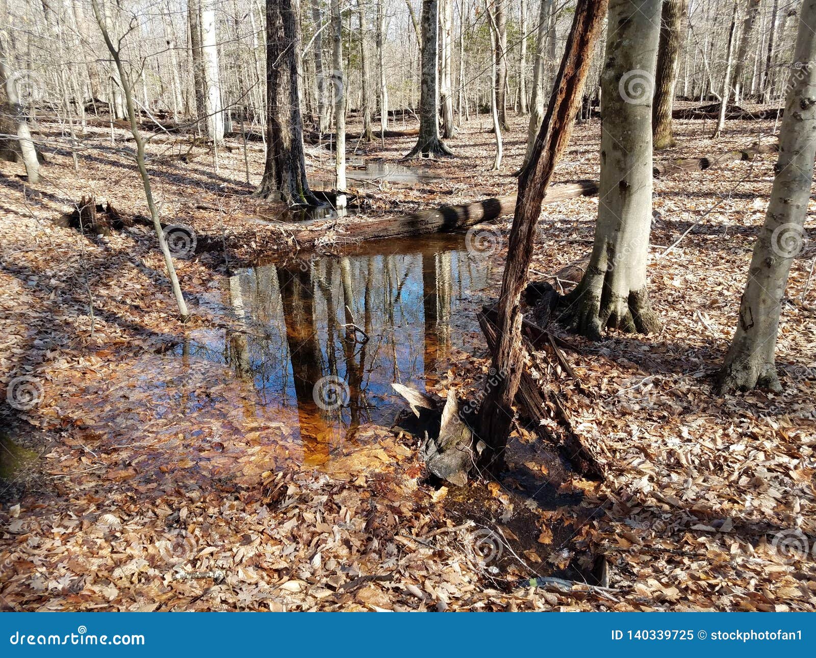 Flooded Forest or Woods with Trees and Water Stock Image - Image of ...