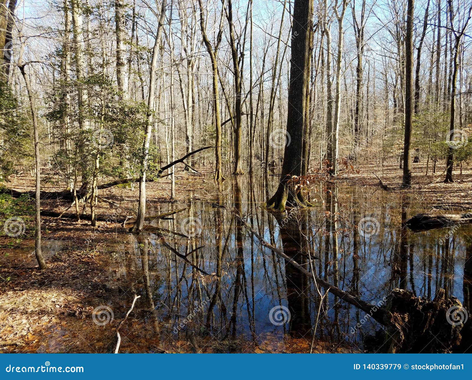 Flooded Forest or Woods with Trees and Water Stock Image - Image of ...