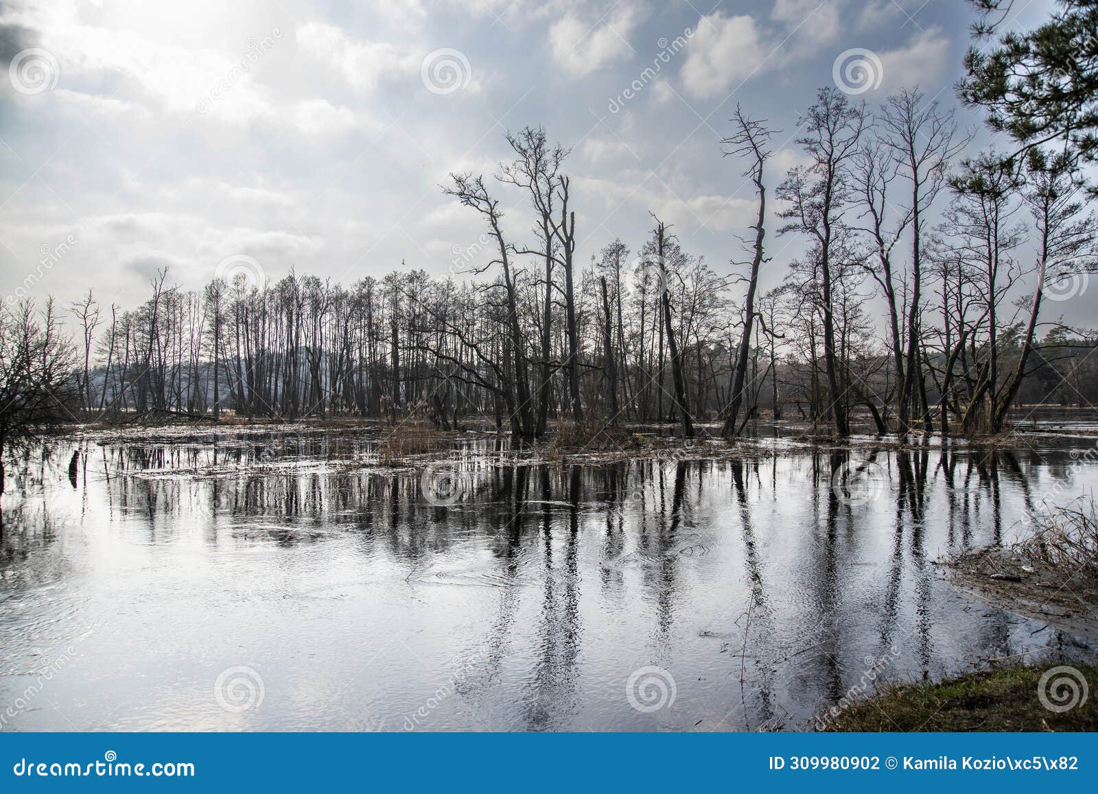 Flooded Forests and Fields, Flooding in the Natural Landscape Stock ...